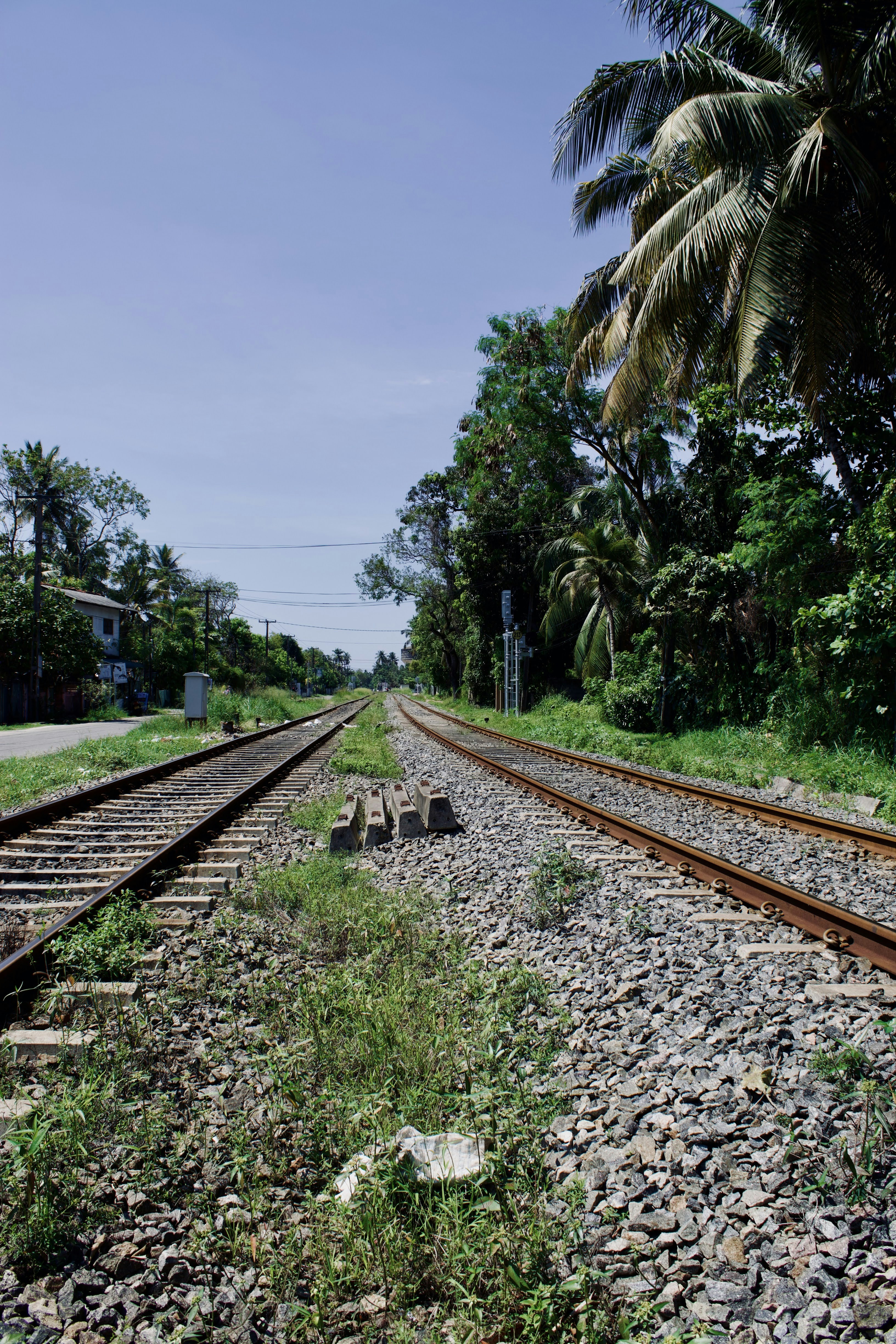 Overgrown railway tracks flanked by lush greenery and palm trees under a clear blue sky. A sense of solitude and nature's reclamation is evident.