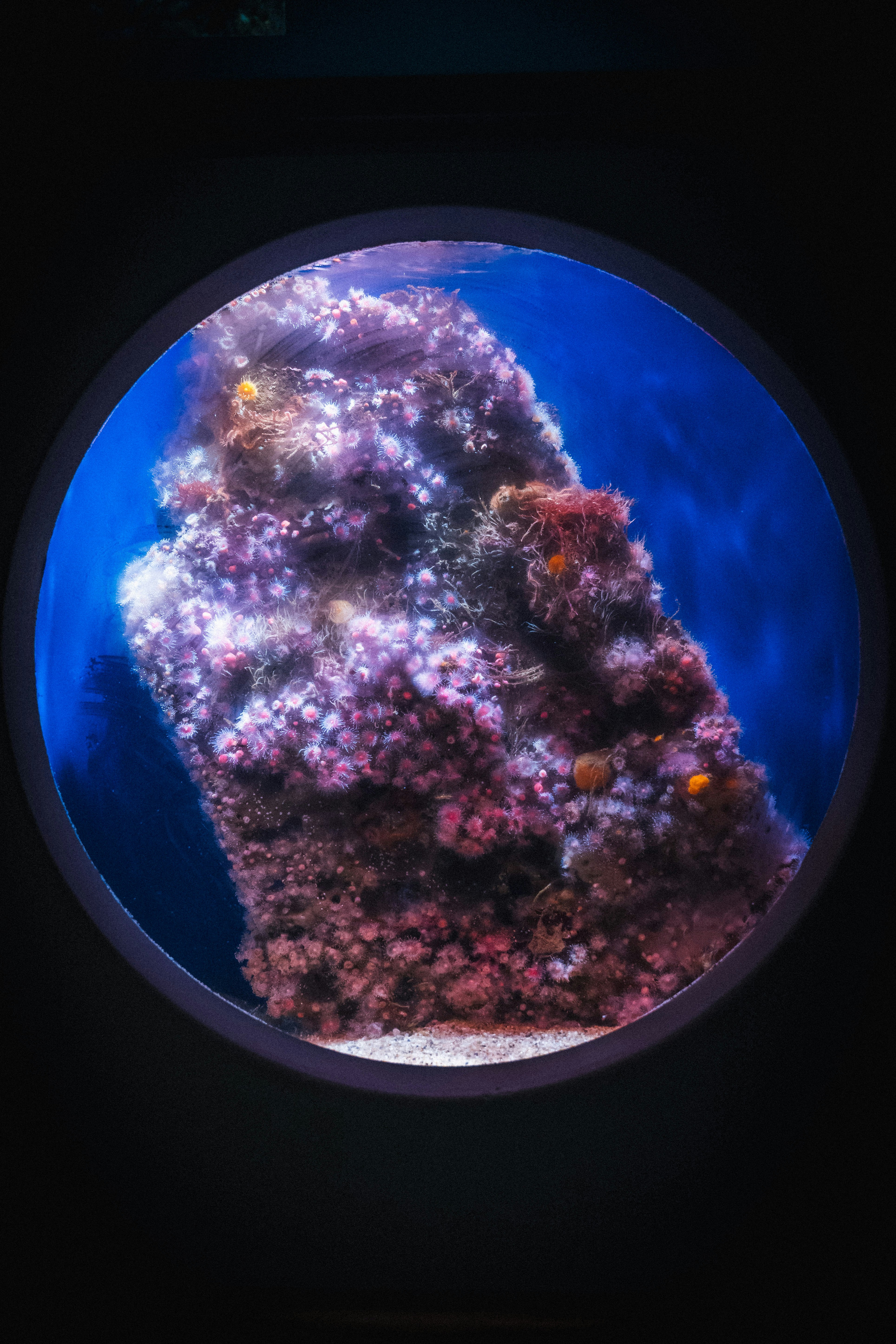 Underwater Kaleidoscope: A Coral Wonderland