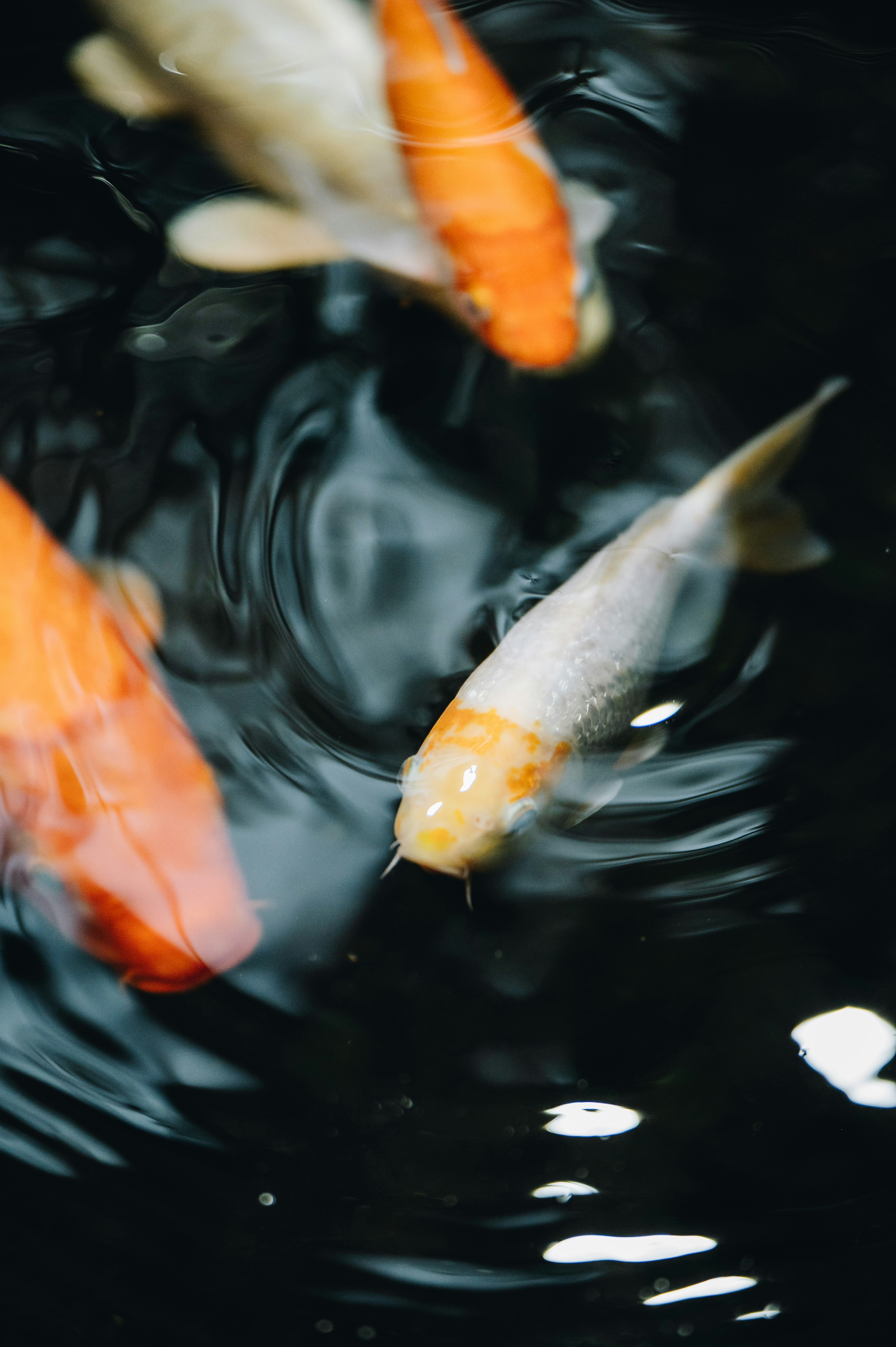 Koi fish swim in dark water. photo – Free Animal Image on Unsplash