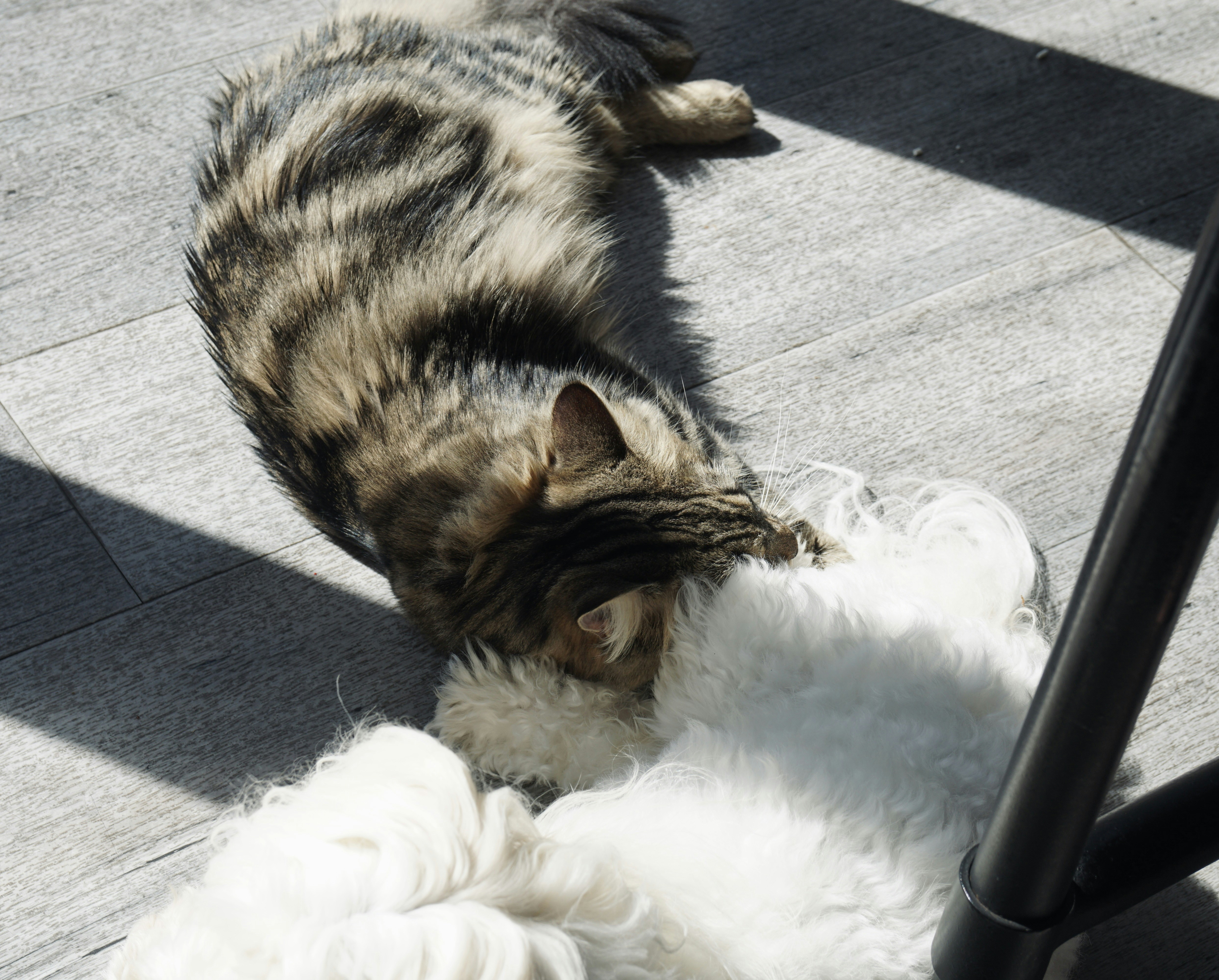 Cat with Playful Standoff Under Outdoor Shade