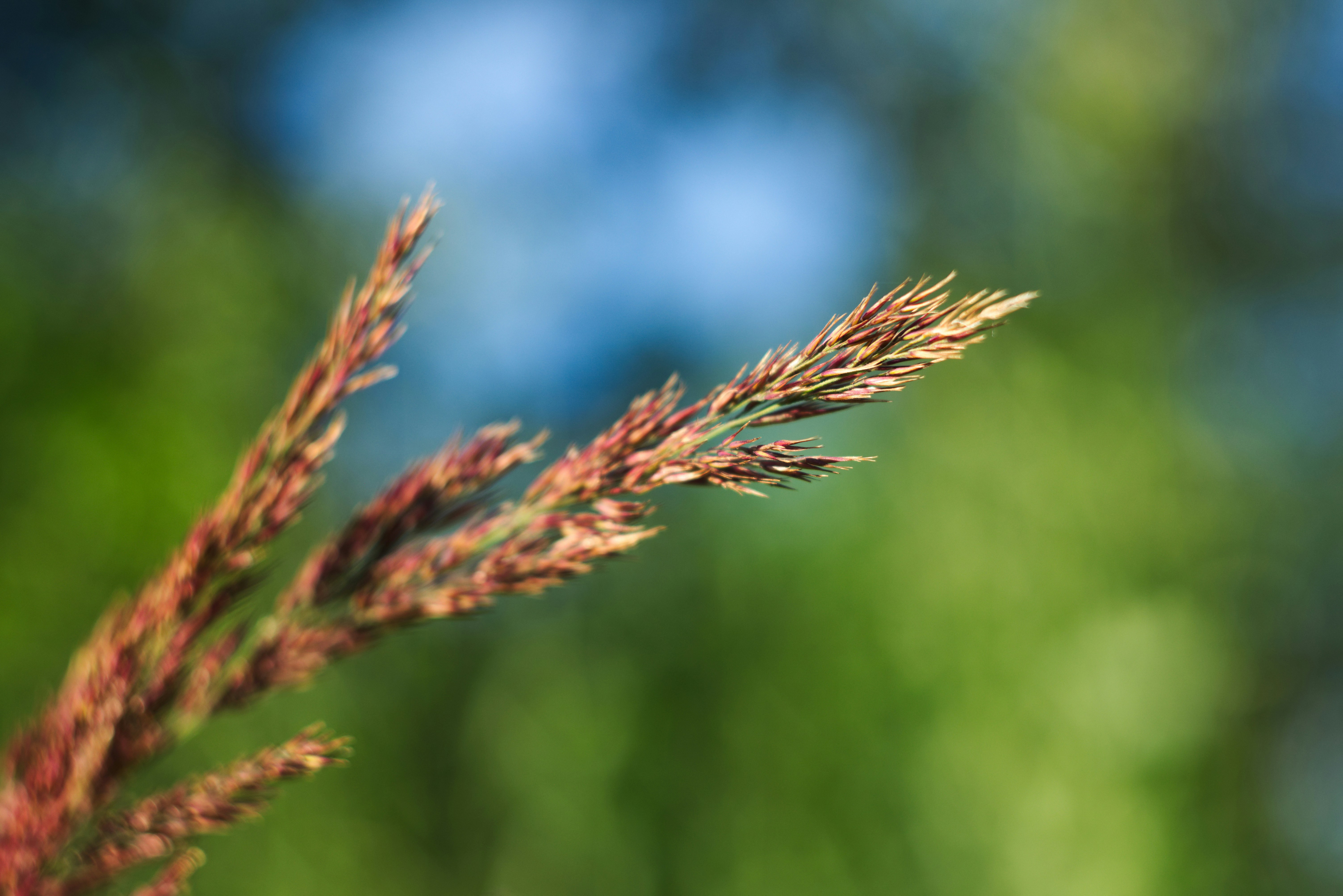 Golden Reed Tendril Against a Blur of Spring Green