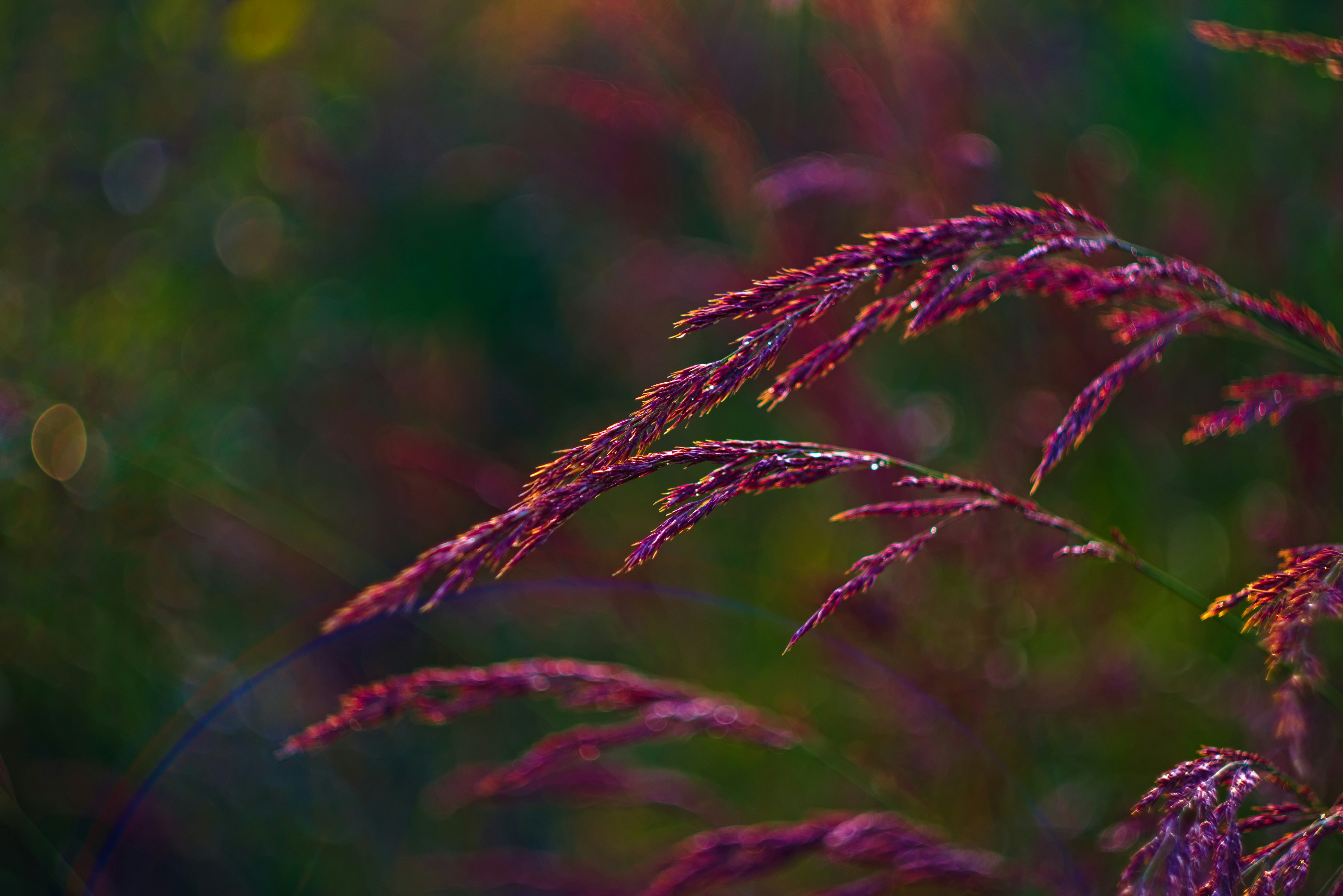 Crimson Grass in Soft Backlight