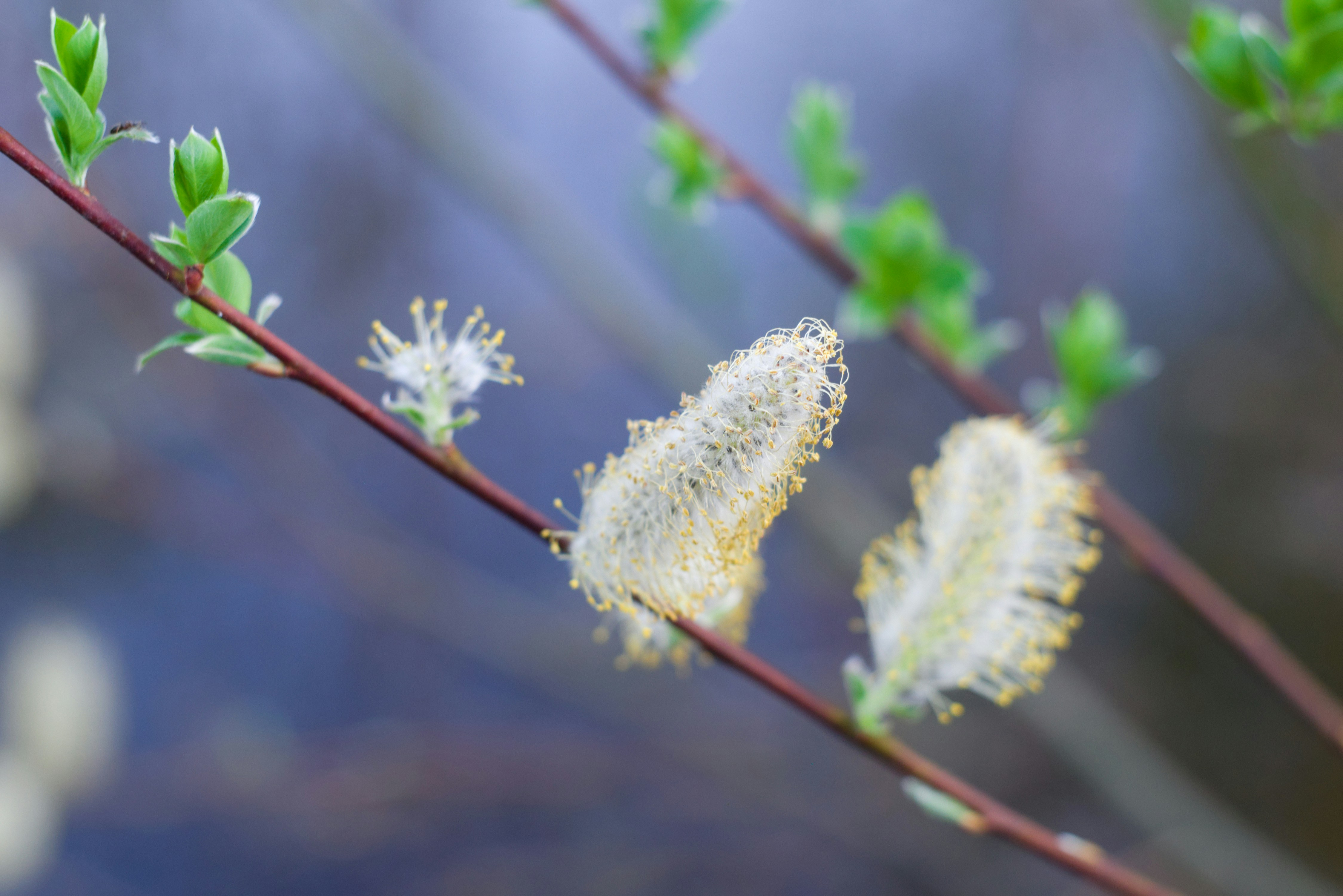 Willow Catkins on a Crimson Stem: Quiet Macro in Cool Blue Blur