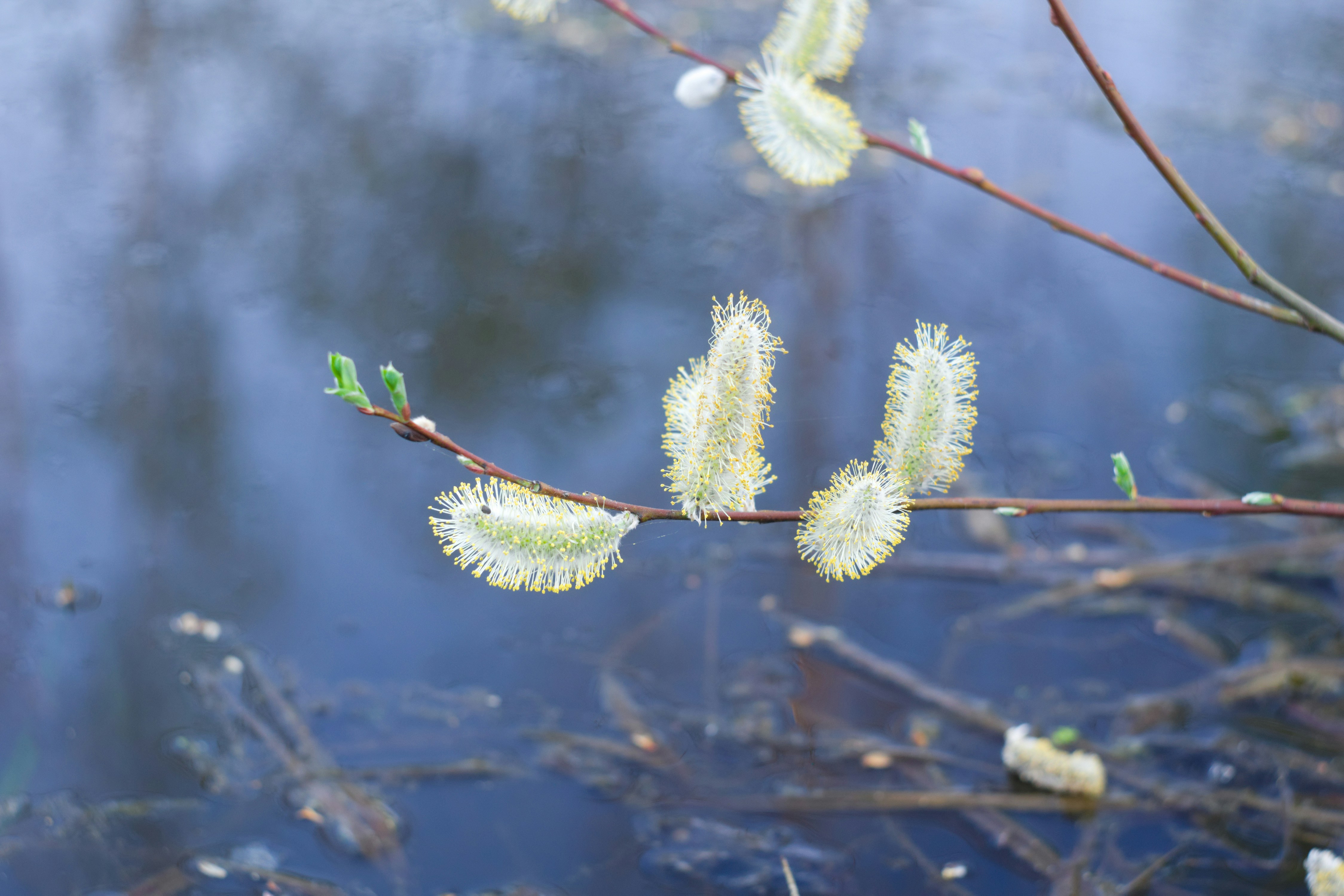 Cerulean Pond Fringed by Fuzzy Pussy Willows