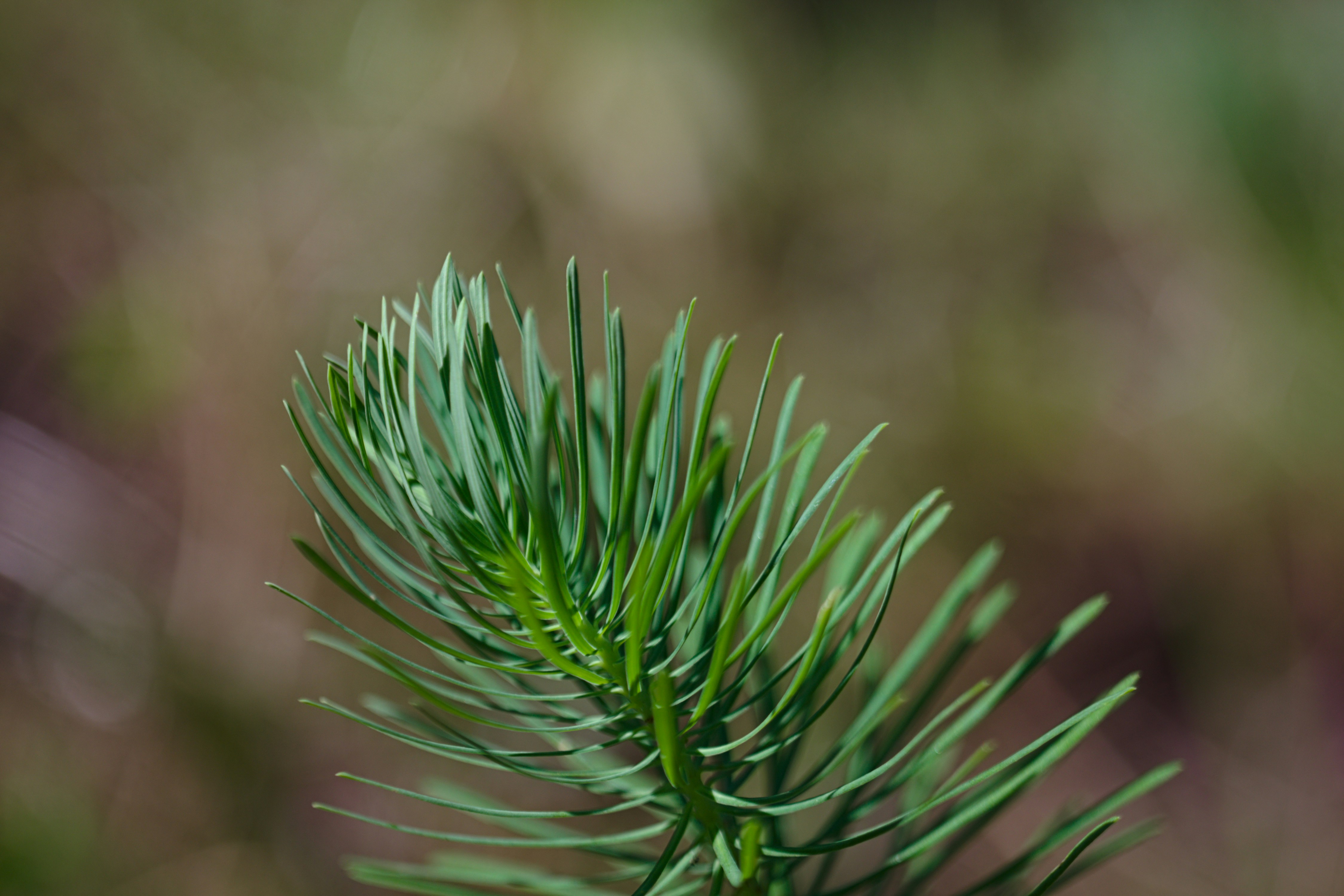 Close-up of a vibrant green pine branch showcasing the intricate details of its needle-like leaves. The soft background enhances the focus on the foliage.