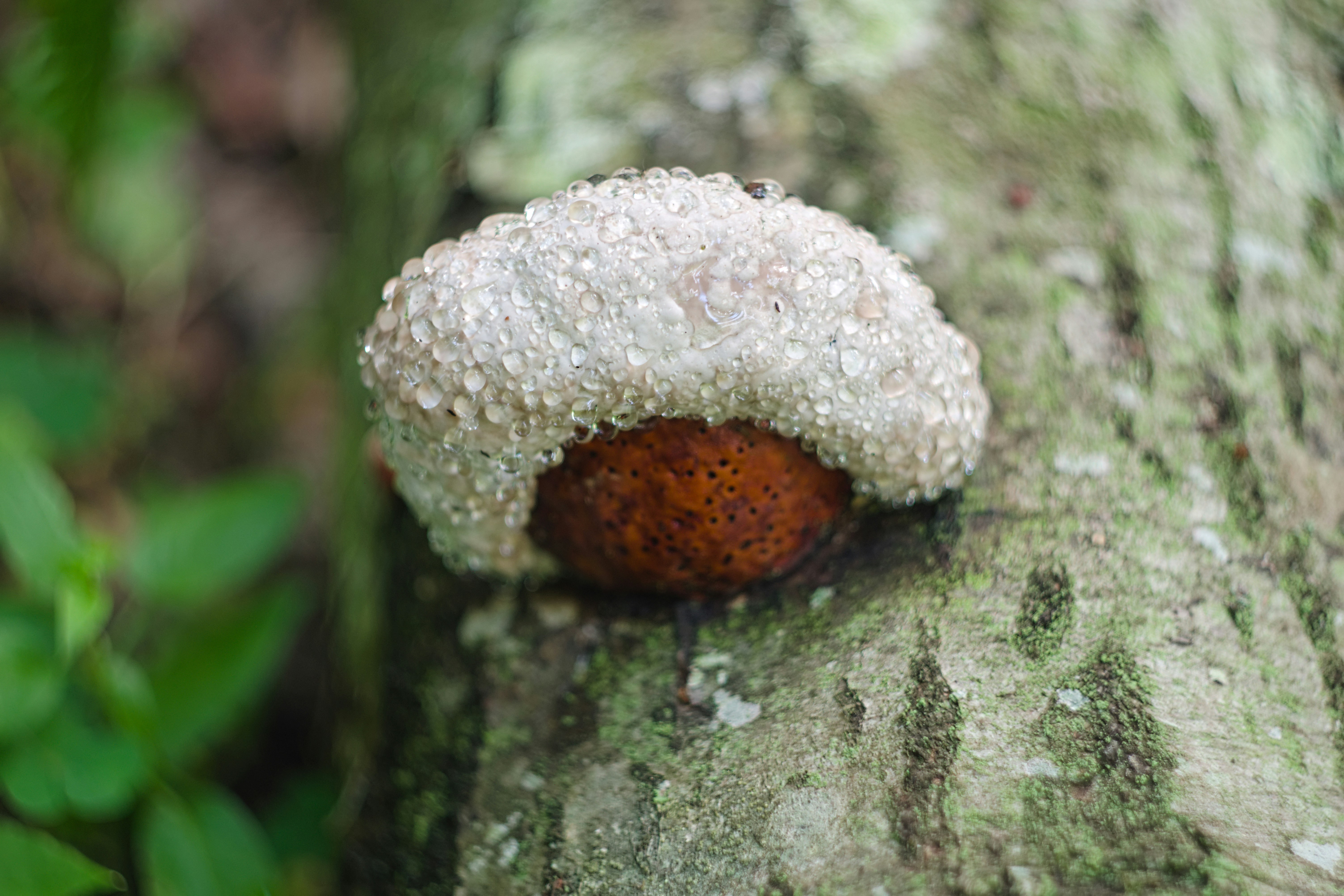 A fungus grows on a tree trunk.