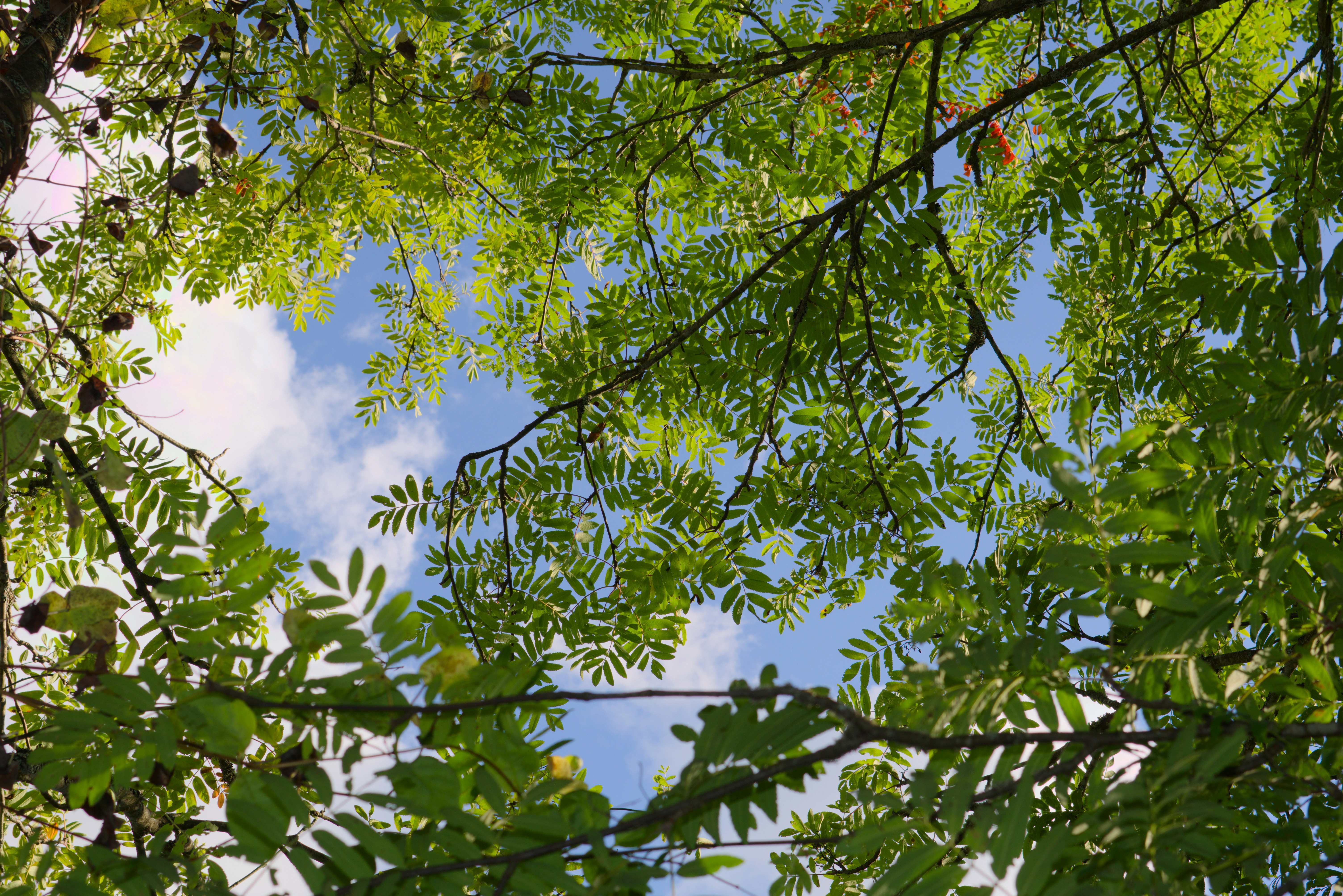 Green leaves and sky seen through a tree. photo – Free Forest Image on ...