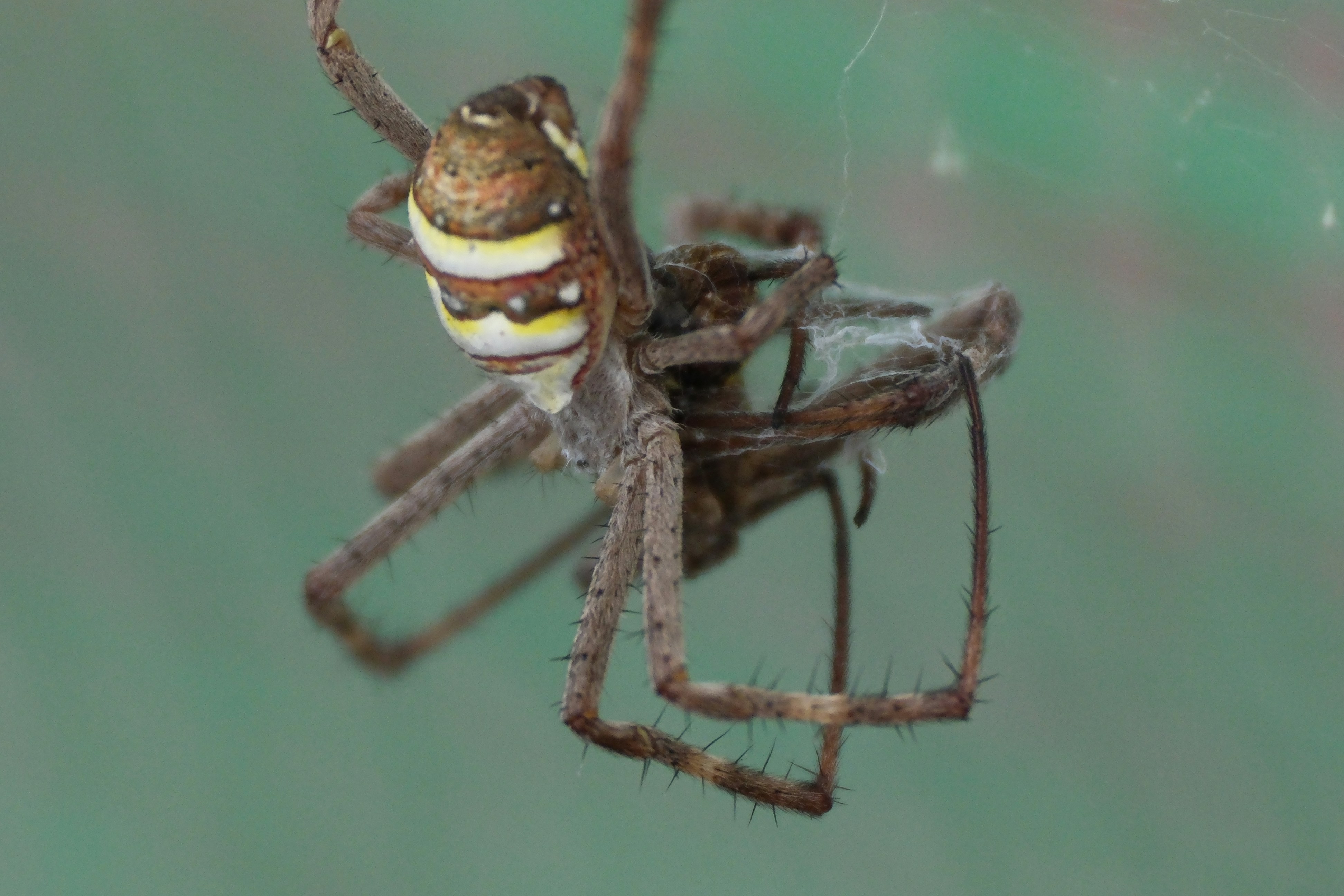 A spider is catching prey.