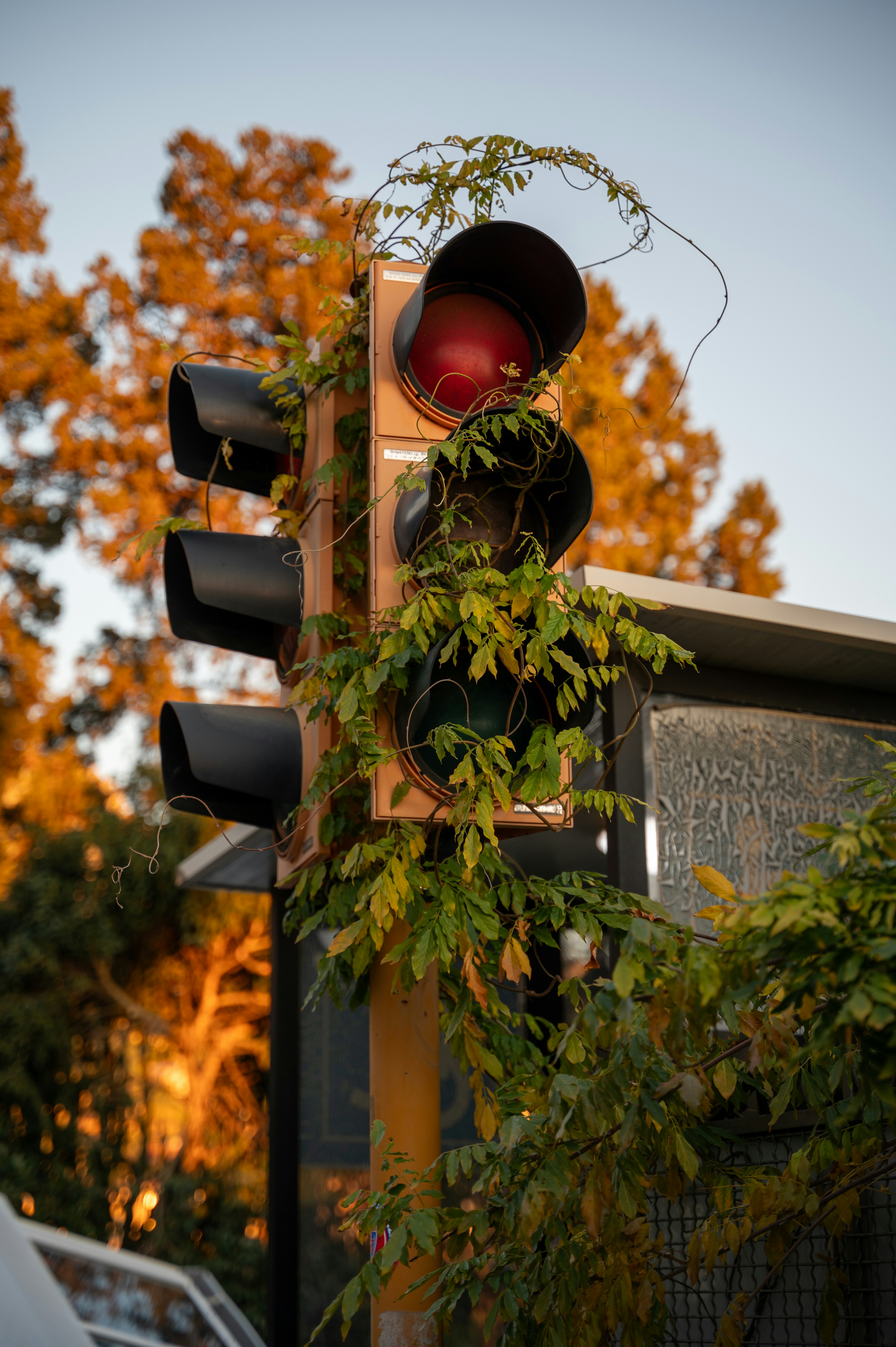 Traffic light overgrown with vines is showing red. photo – Free Green ...