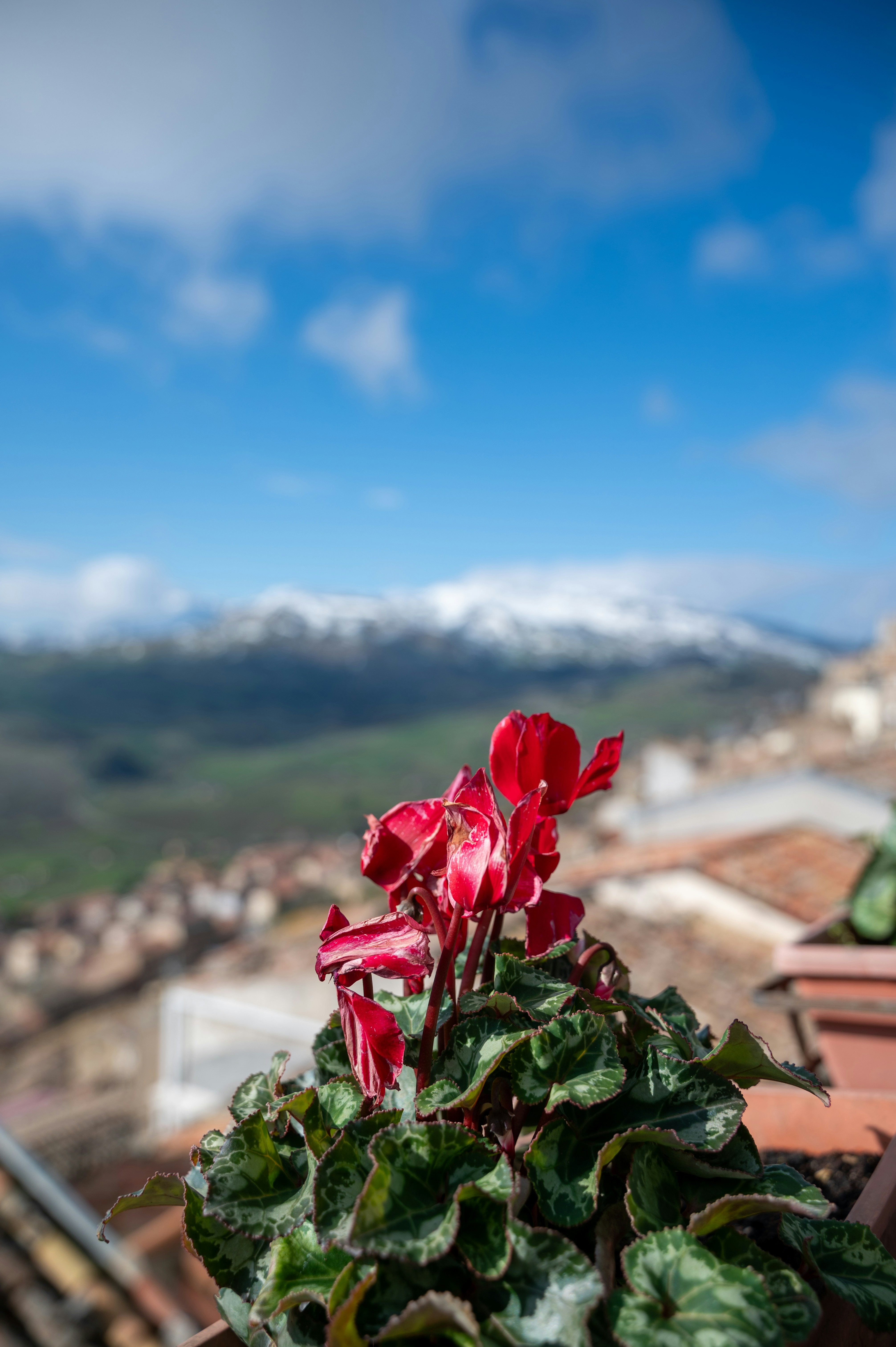 Blooming Contrast: Crimson Petals and Snowy Peaks