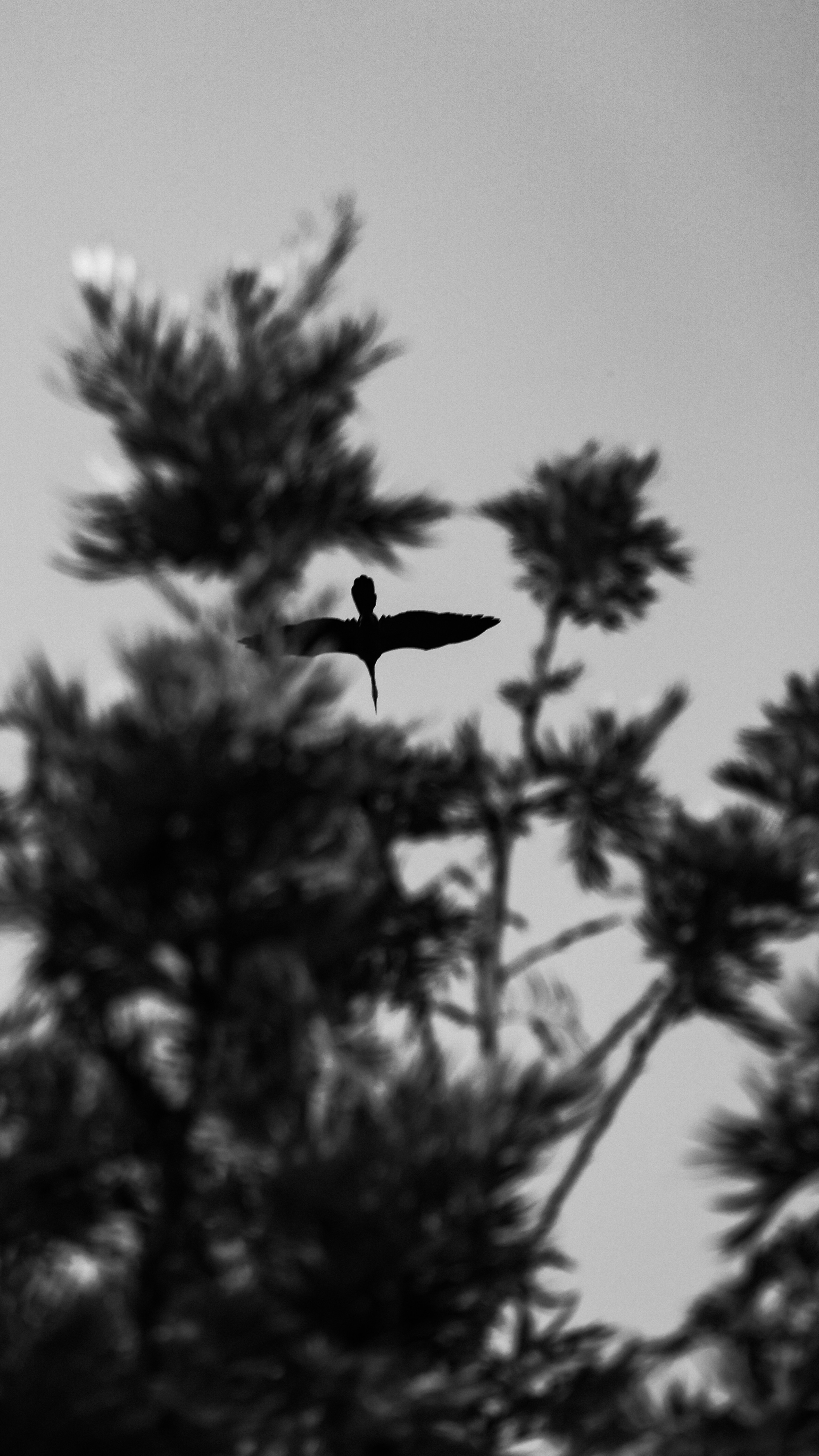 Photo by Surya Teja with Canon EOS R10