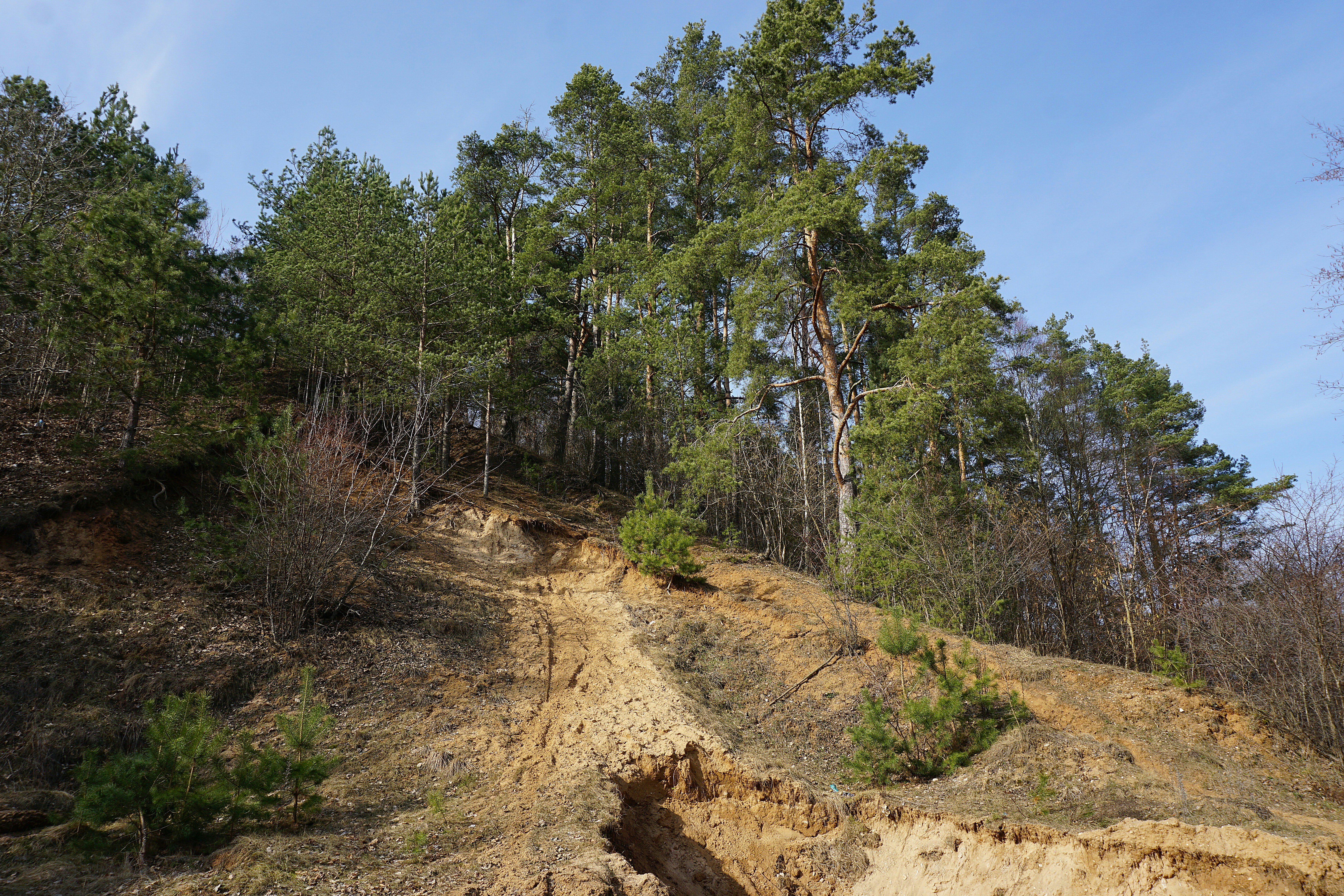Pathway Through the PinesCzesława Grabowska