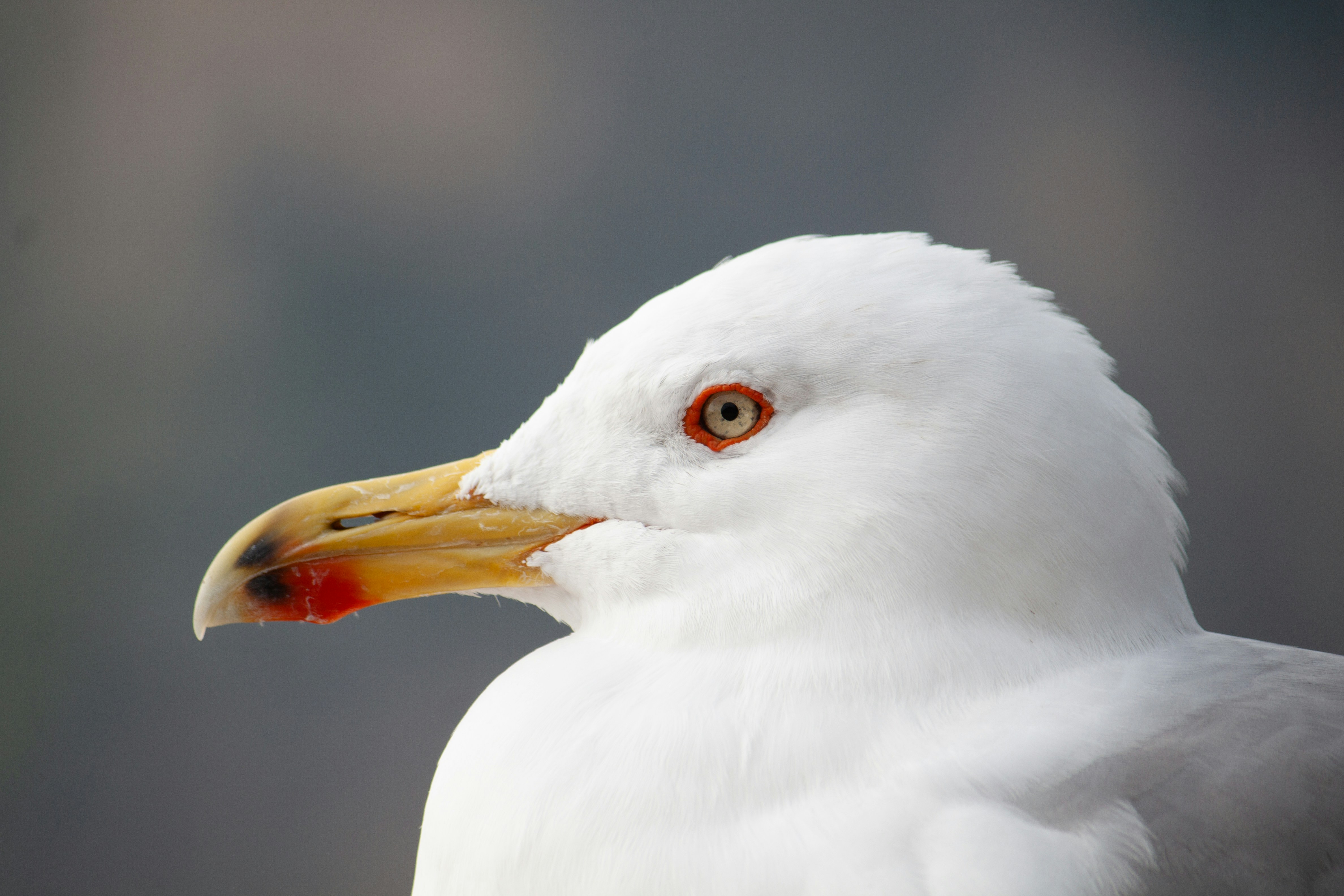 Here is a caption: a close-up of a white seagull's head. photo – Free ...