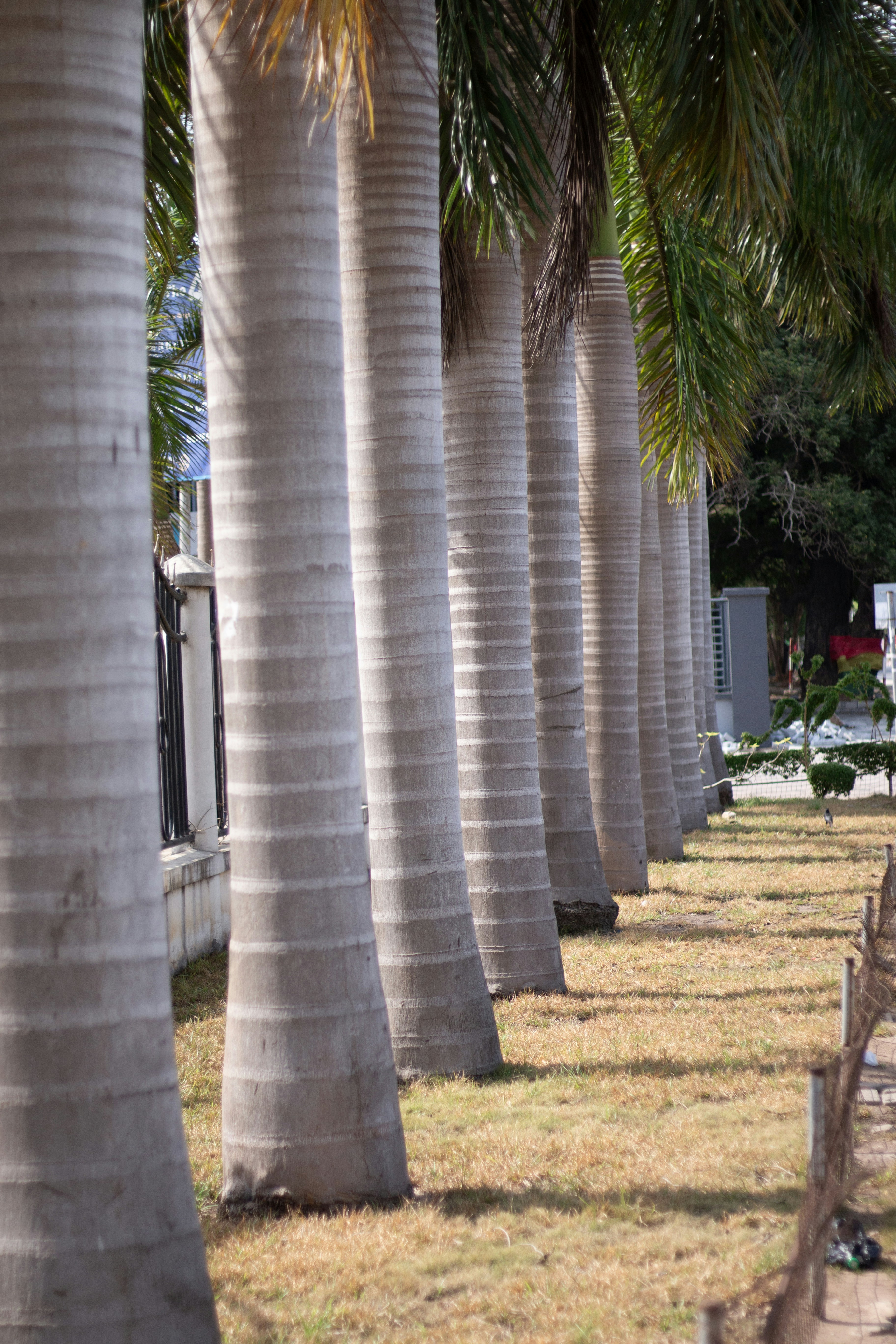 Palm Trunk Corridor: Sunlit Rhythm Along a Shaded Path