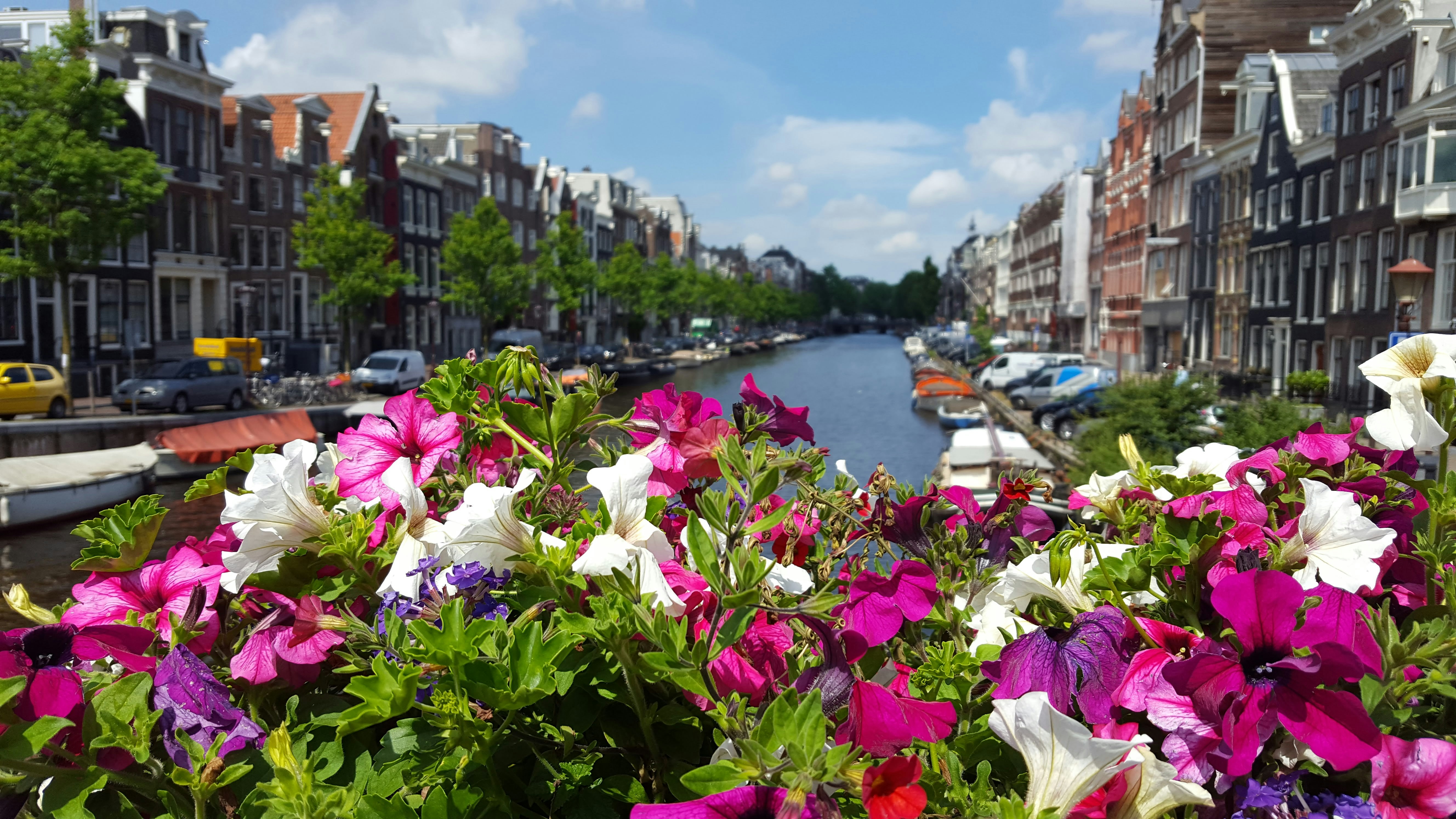 Vibrant flowers in the foreground with a serene canal and historic buildings in Amsterdam under a blue sky.