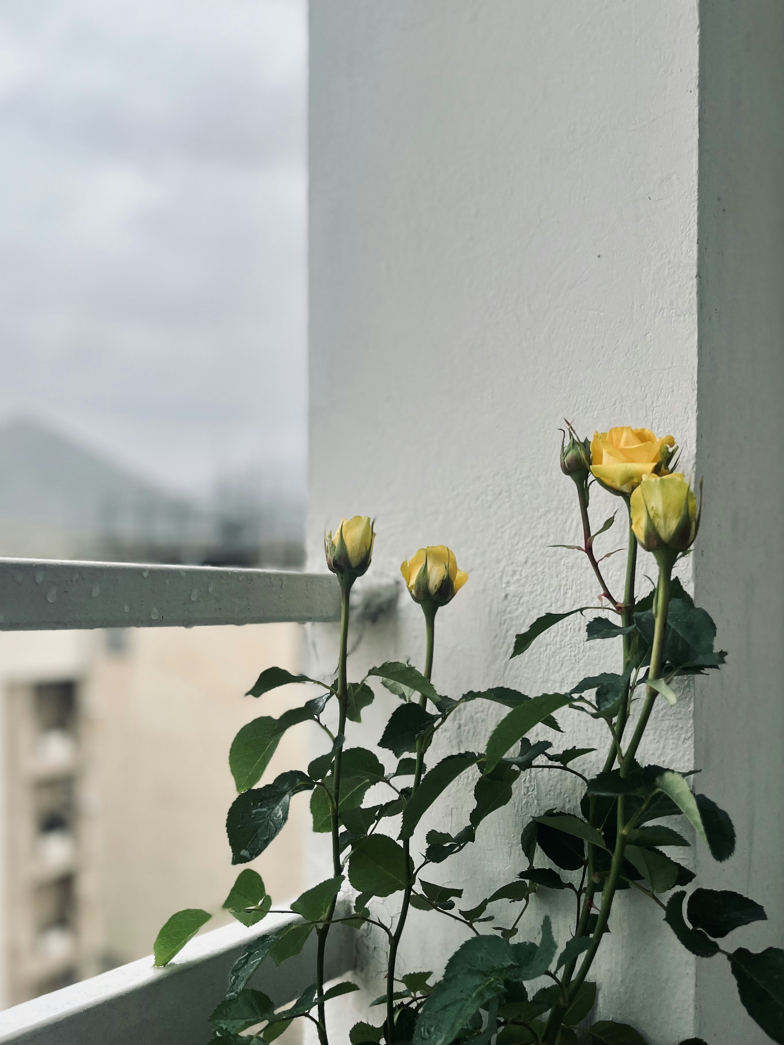 Yellow roses on a balcony with an overcast sky. photo – Free Flower ...