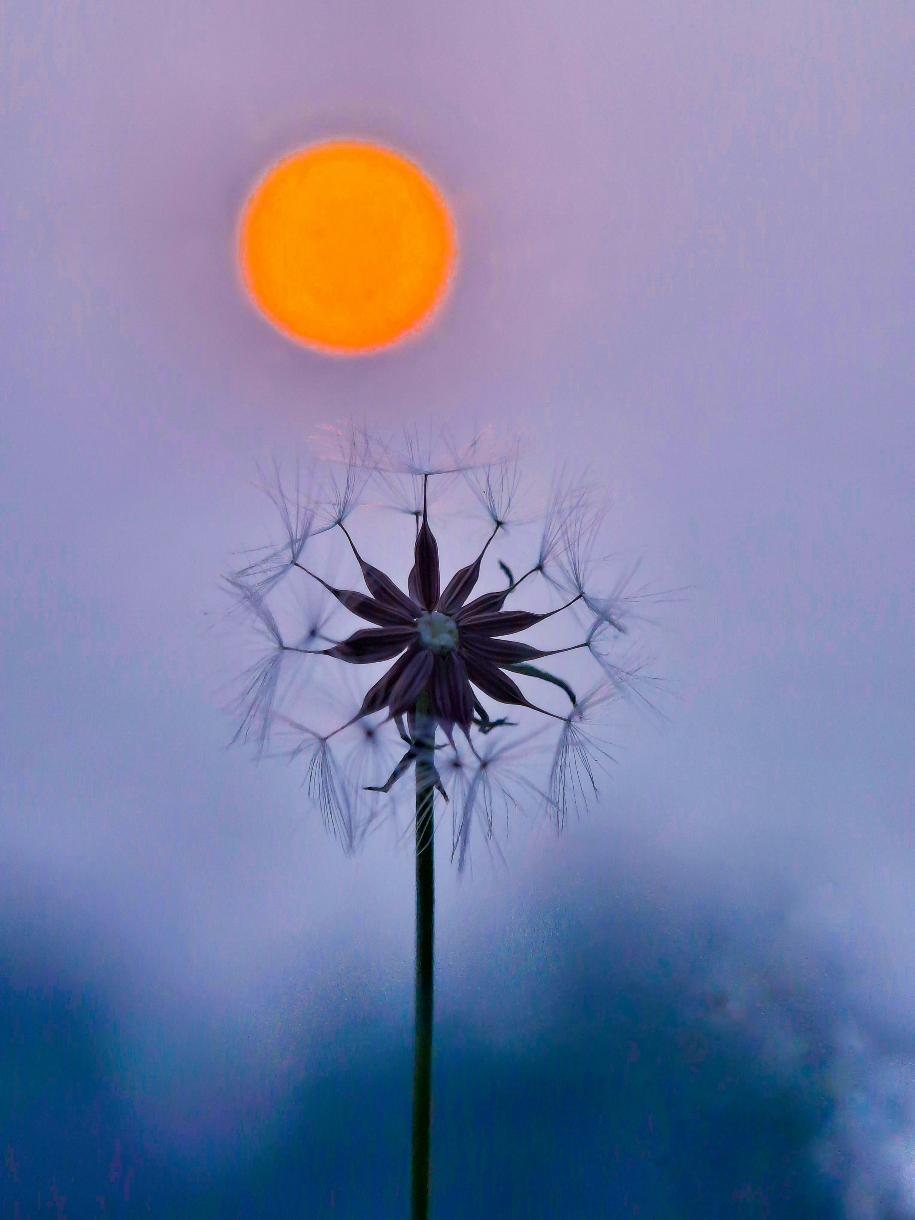 A solitary dandelion seed head stretches upward against a soft violet-blue backdrop with an orange sun looming above.
