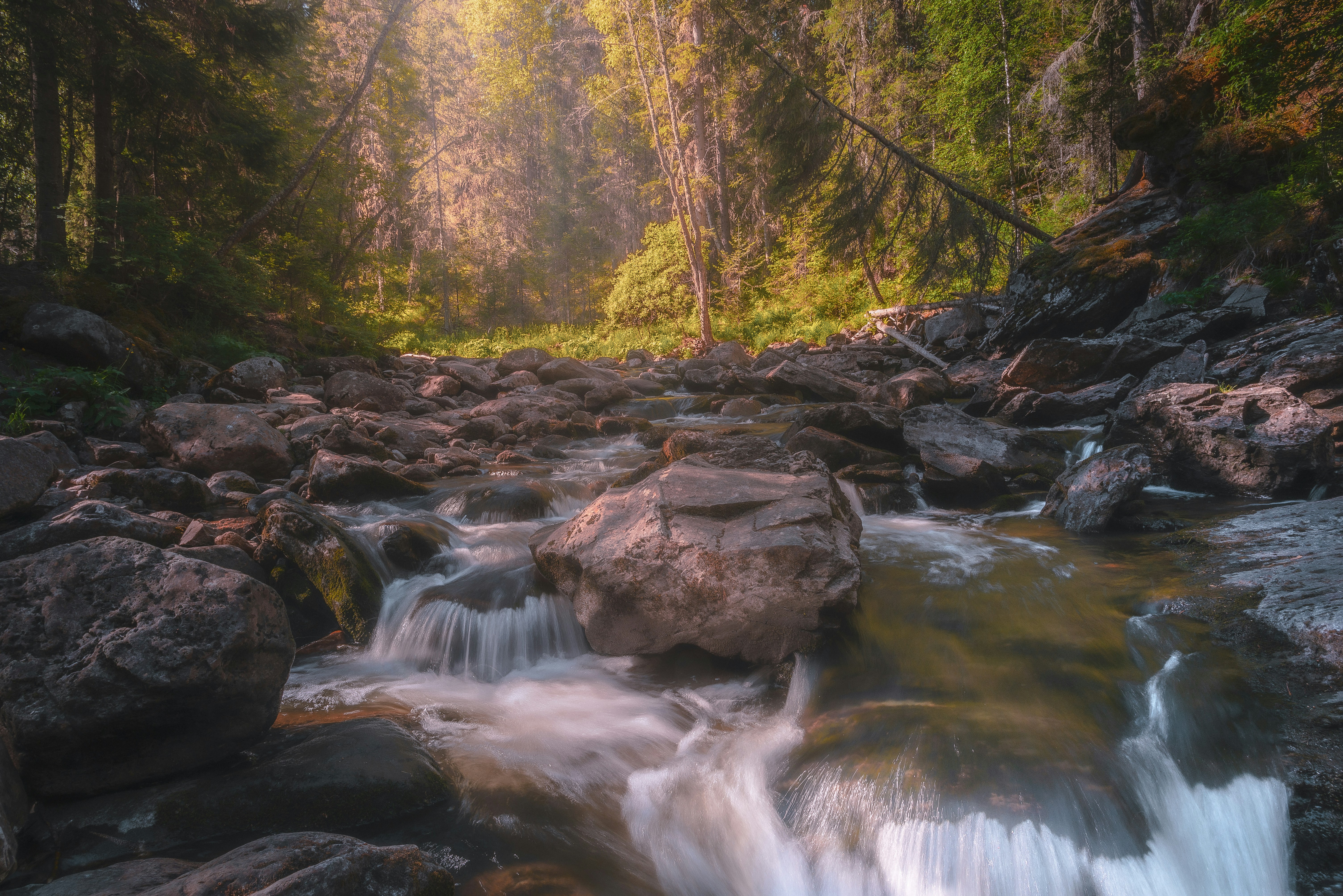 Une rivière impétueuse coule à travers une forêt. photo – Image ...