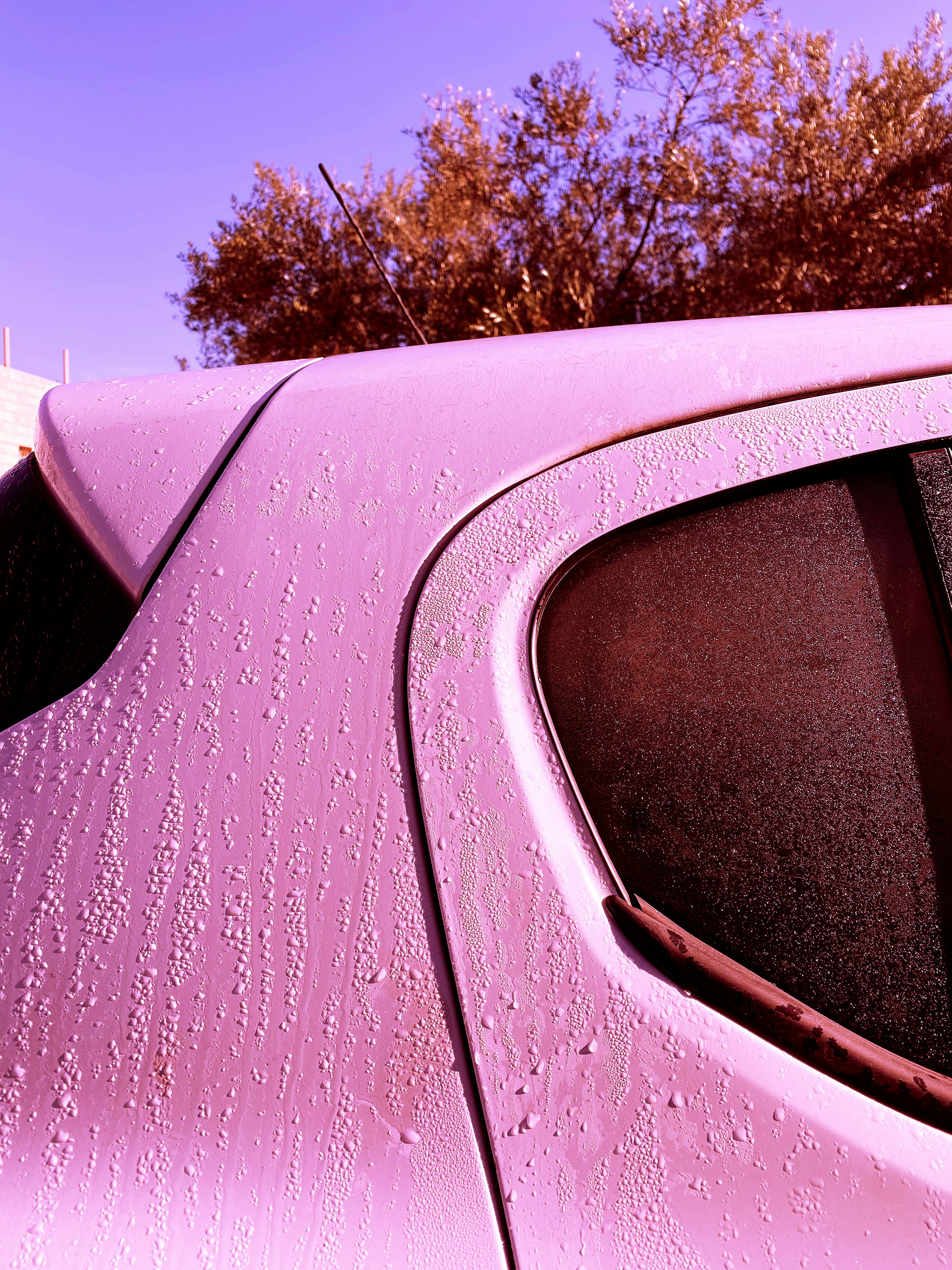 Frosted Pink Contours: Close-Up of a Lavender-Tinted Car Roof