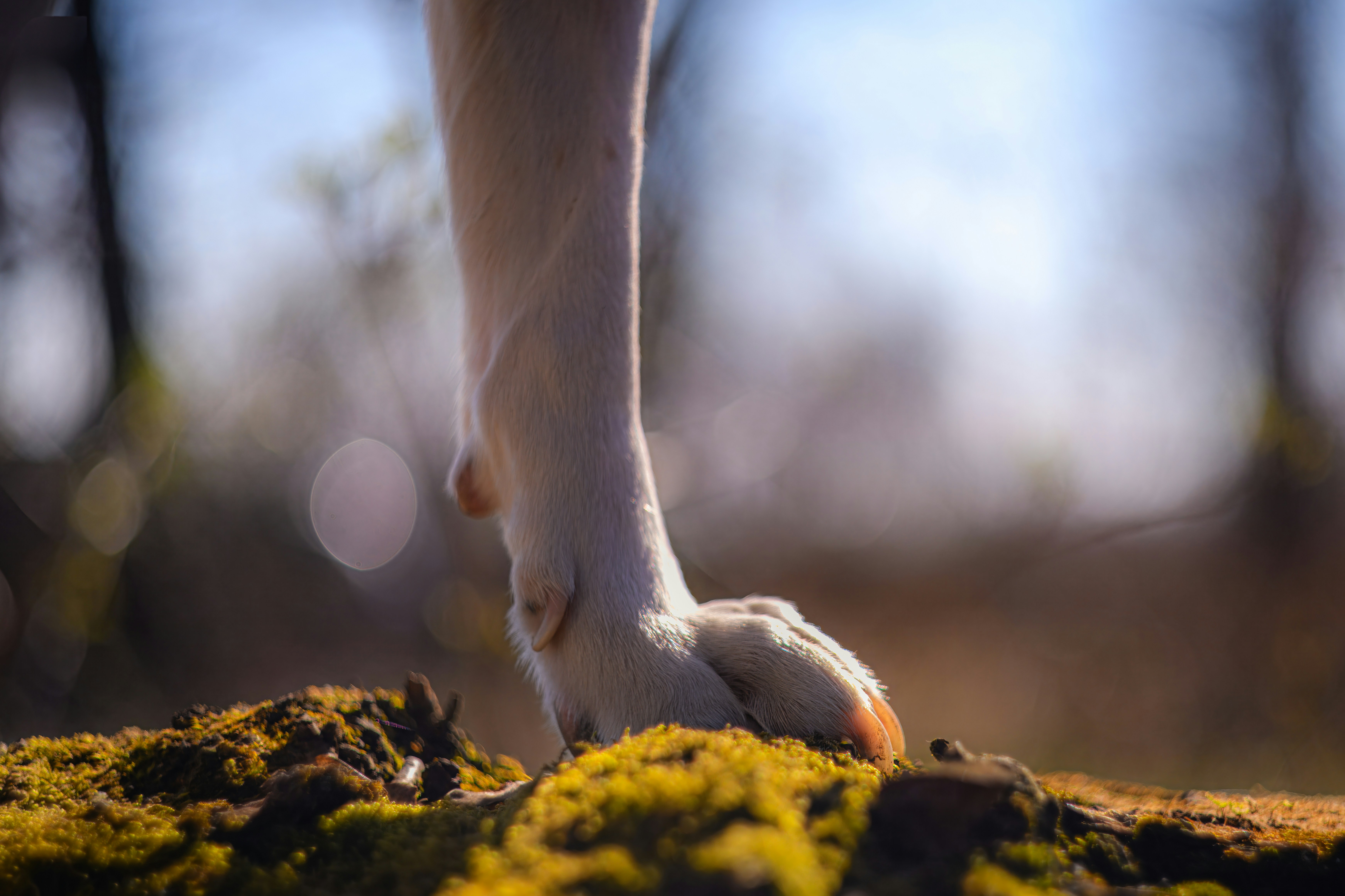 Die Pfote eines Hundes ist auf einer moosbewachsenen Fläche zu sehen ...
