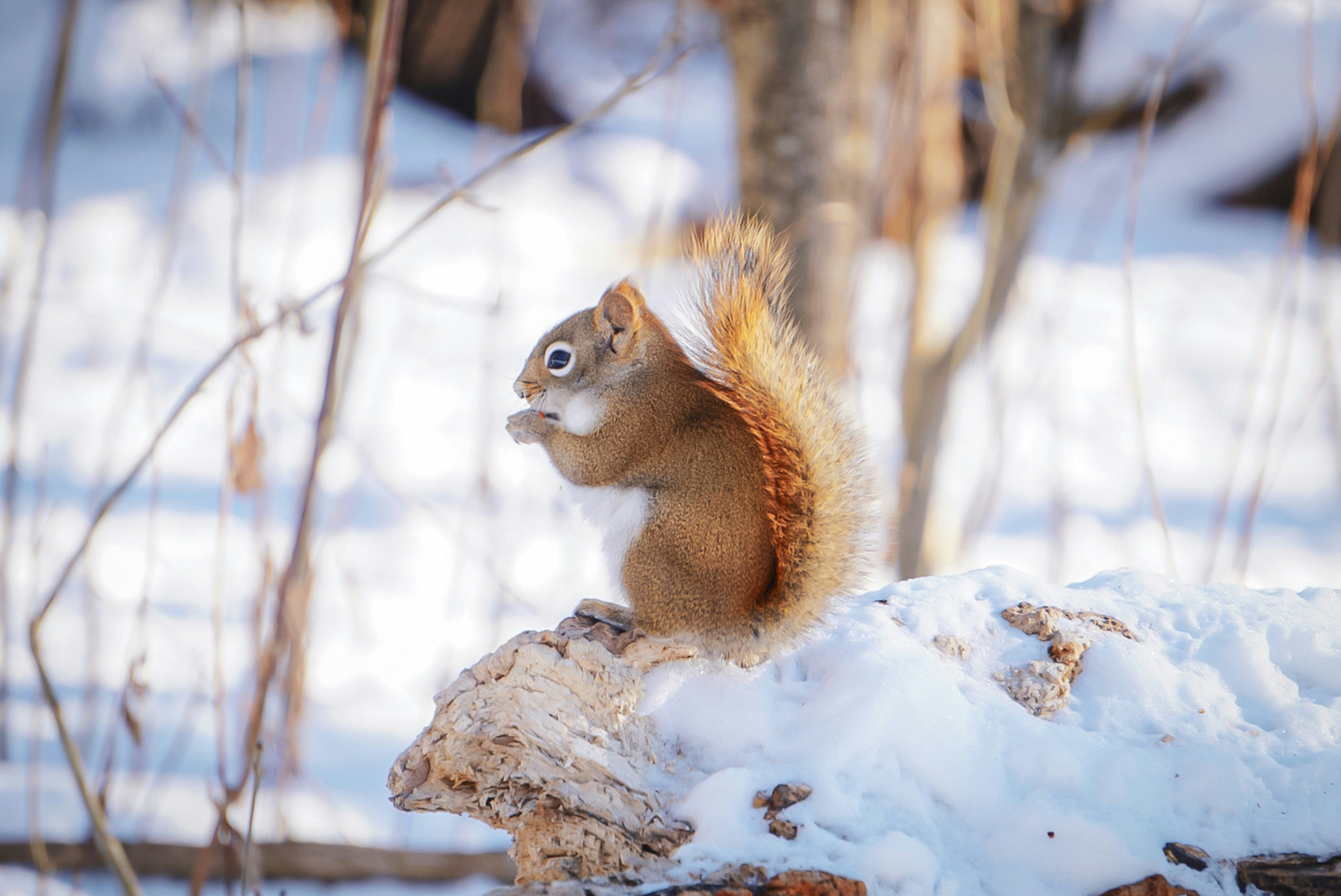 Squirrel perched on a snow-covered log in a sunlit winter forest.