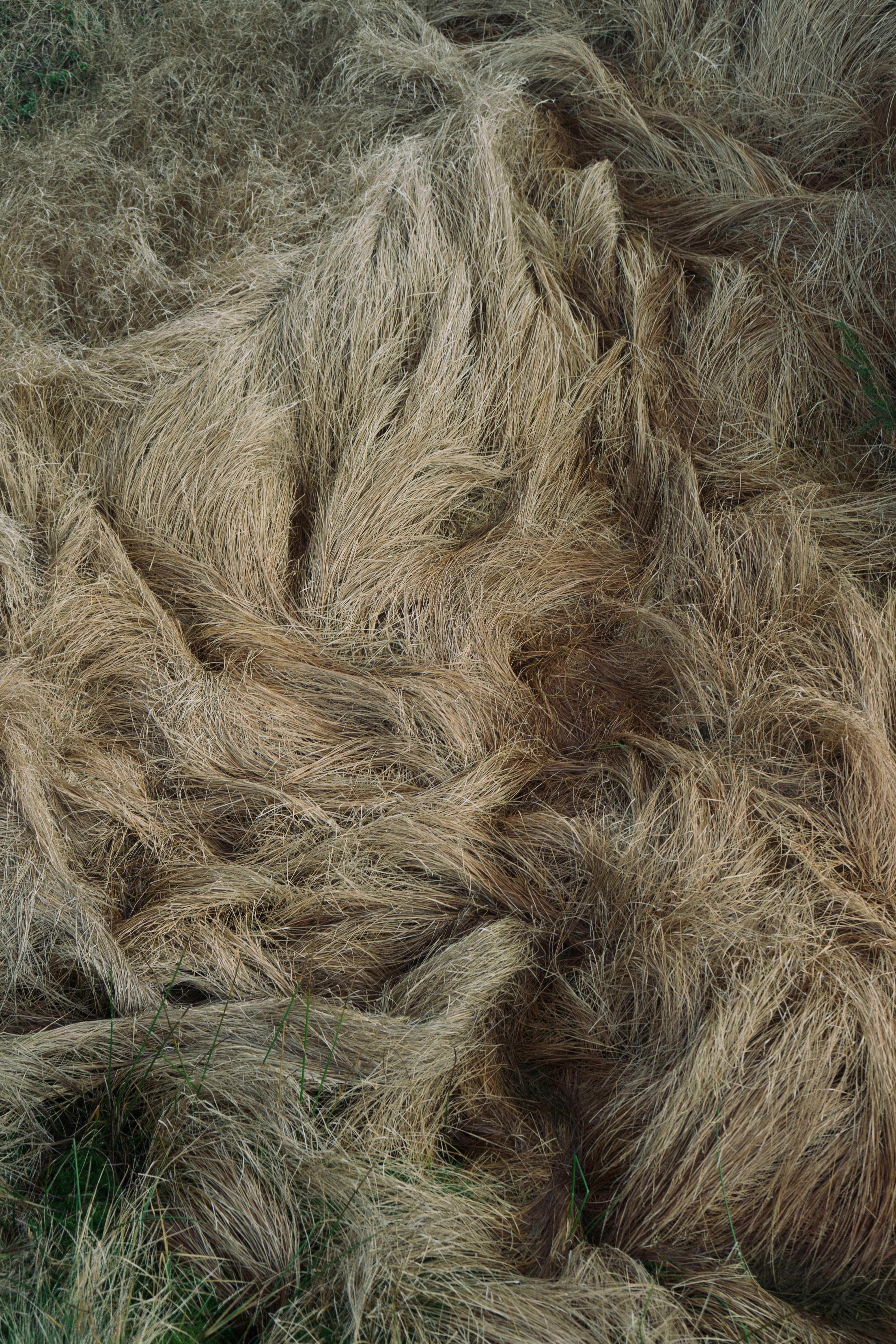 Foto Rumput kering atau jerami menutupi tanah. – Gambar Abstrak Gratis ...