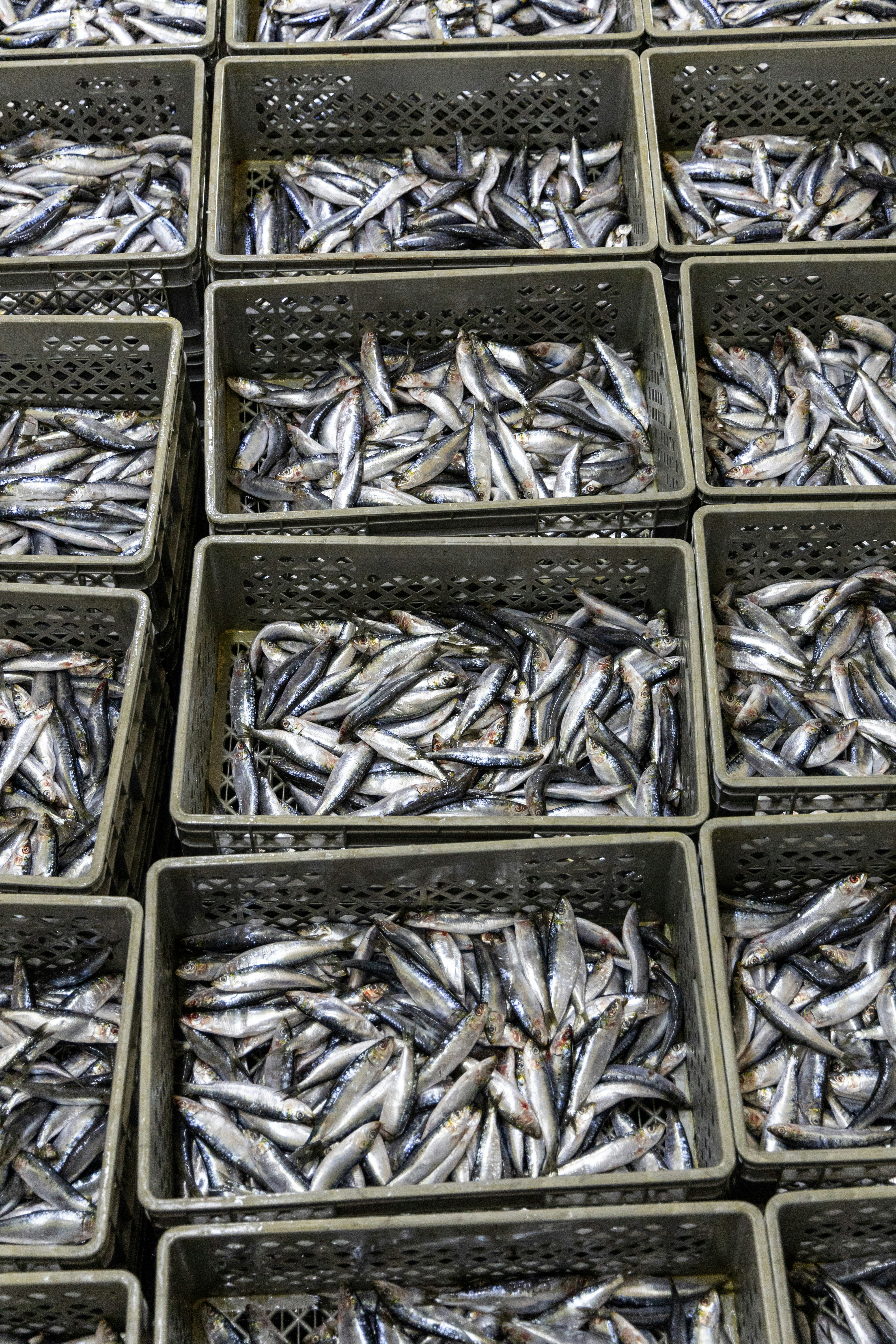 Rows of plastic baskets filled with freshly caught fish, showcasing the bounty of the sea. The arrangement highlights the abundance and variety available in seafood markets.