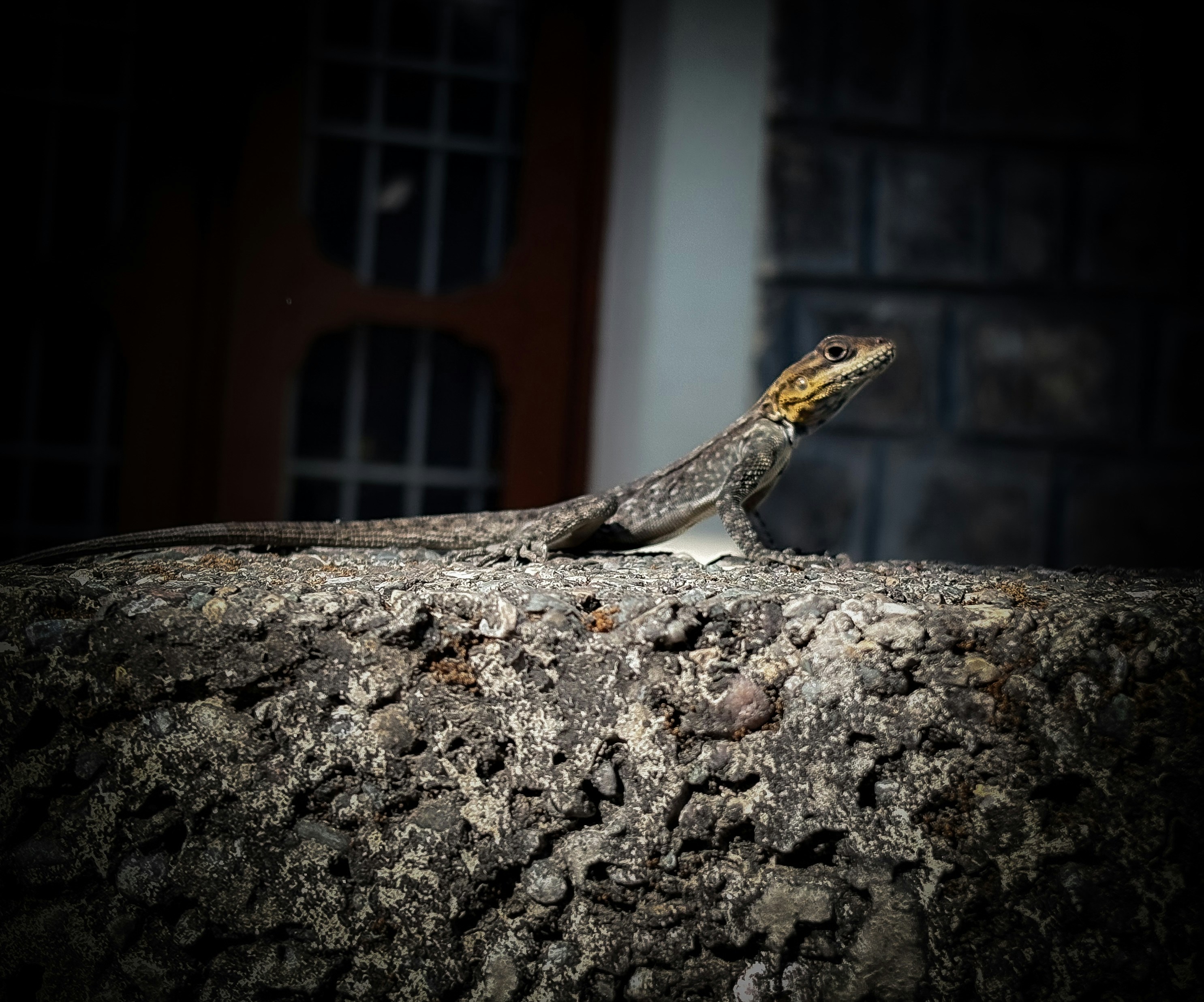 Lizard on the Ledge: Camouflage on a Weathered Wall