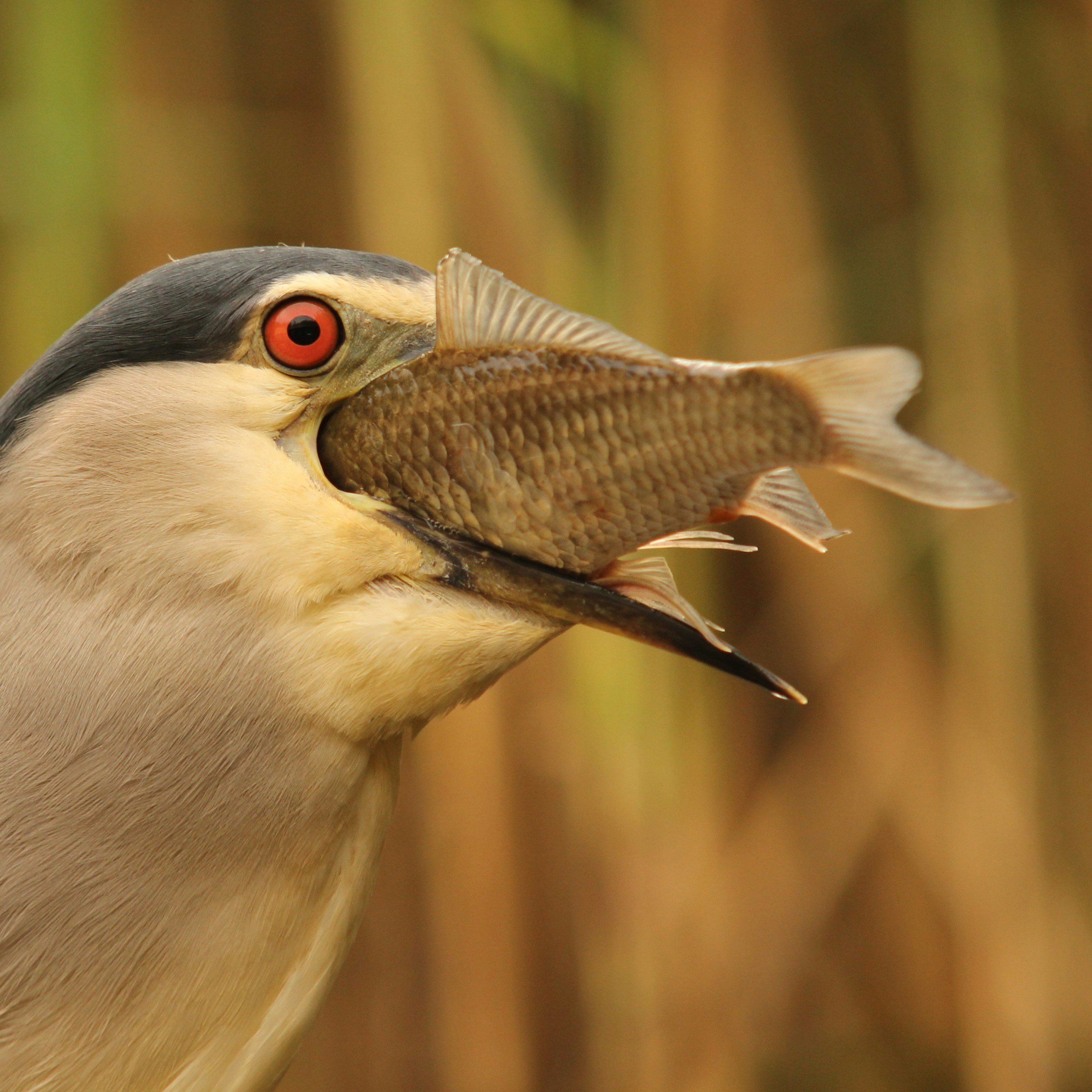 Close-up of a heron holding a fish in its beak with a red eye, against a blurred reed background.