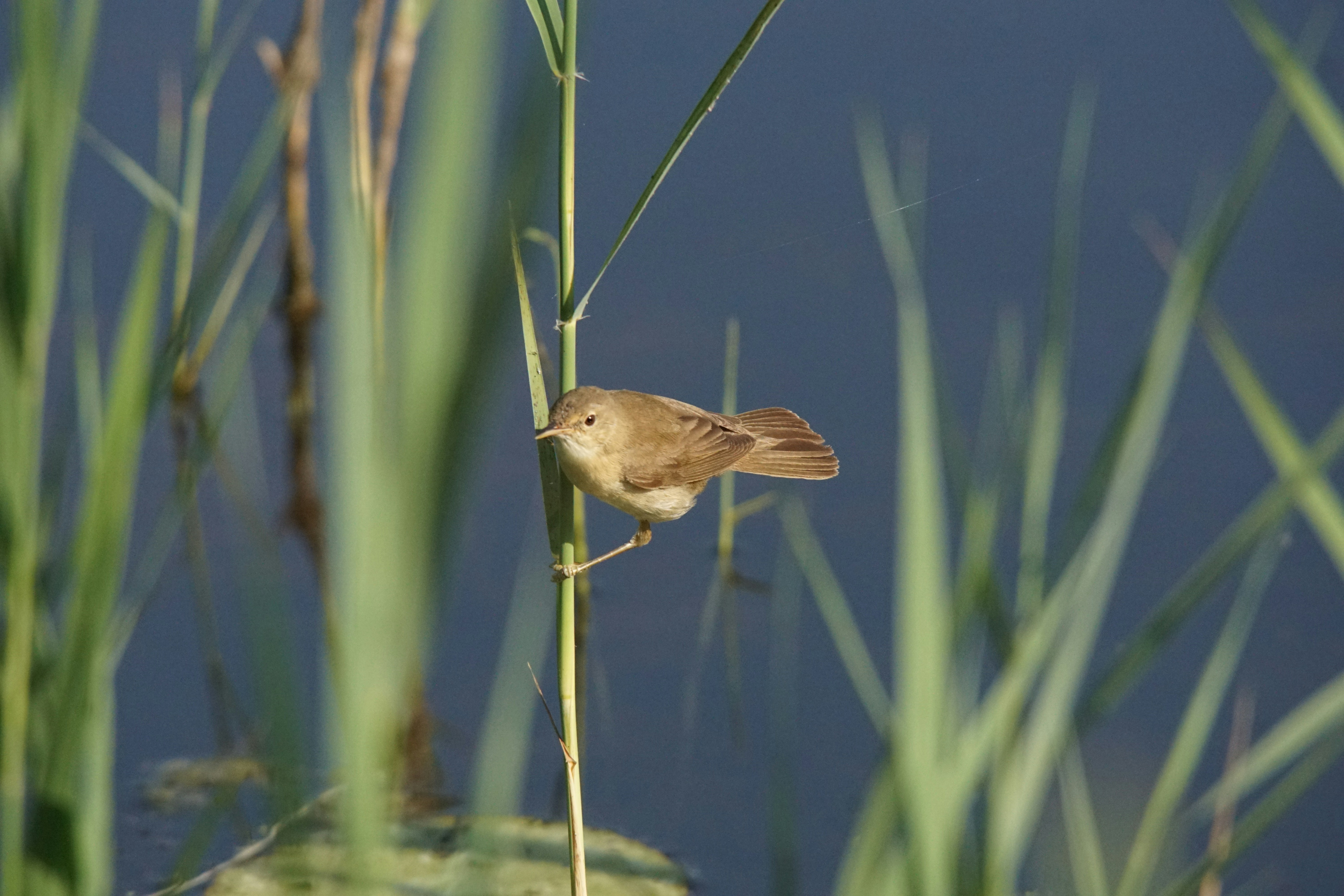 A small bird perches on a reed. photo – Free Animal Image on Unsplash