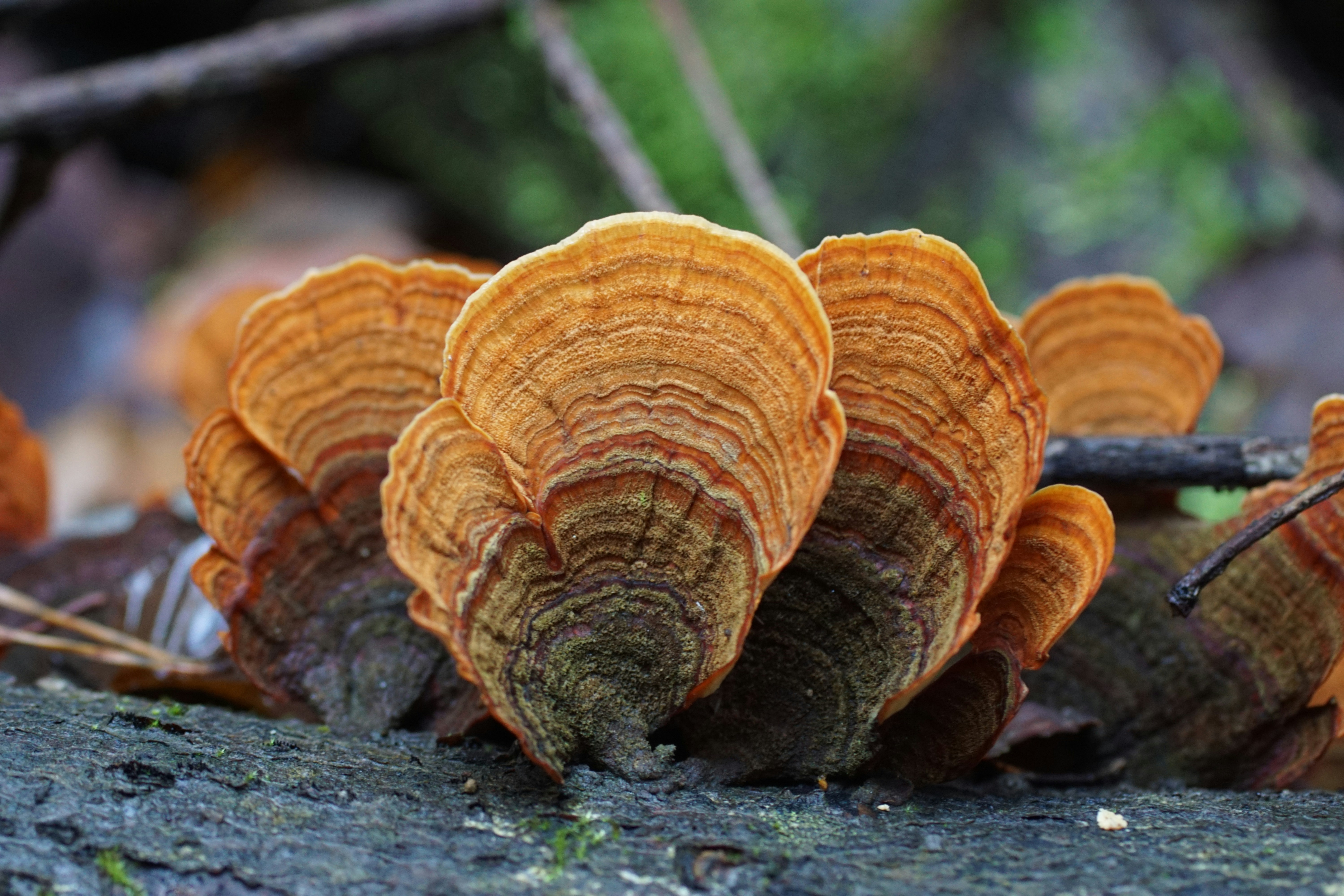 Cluster of orange-brown fungi fanned out on decaying wood in a forest setting.
