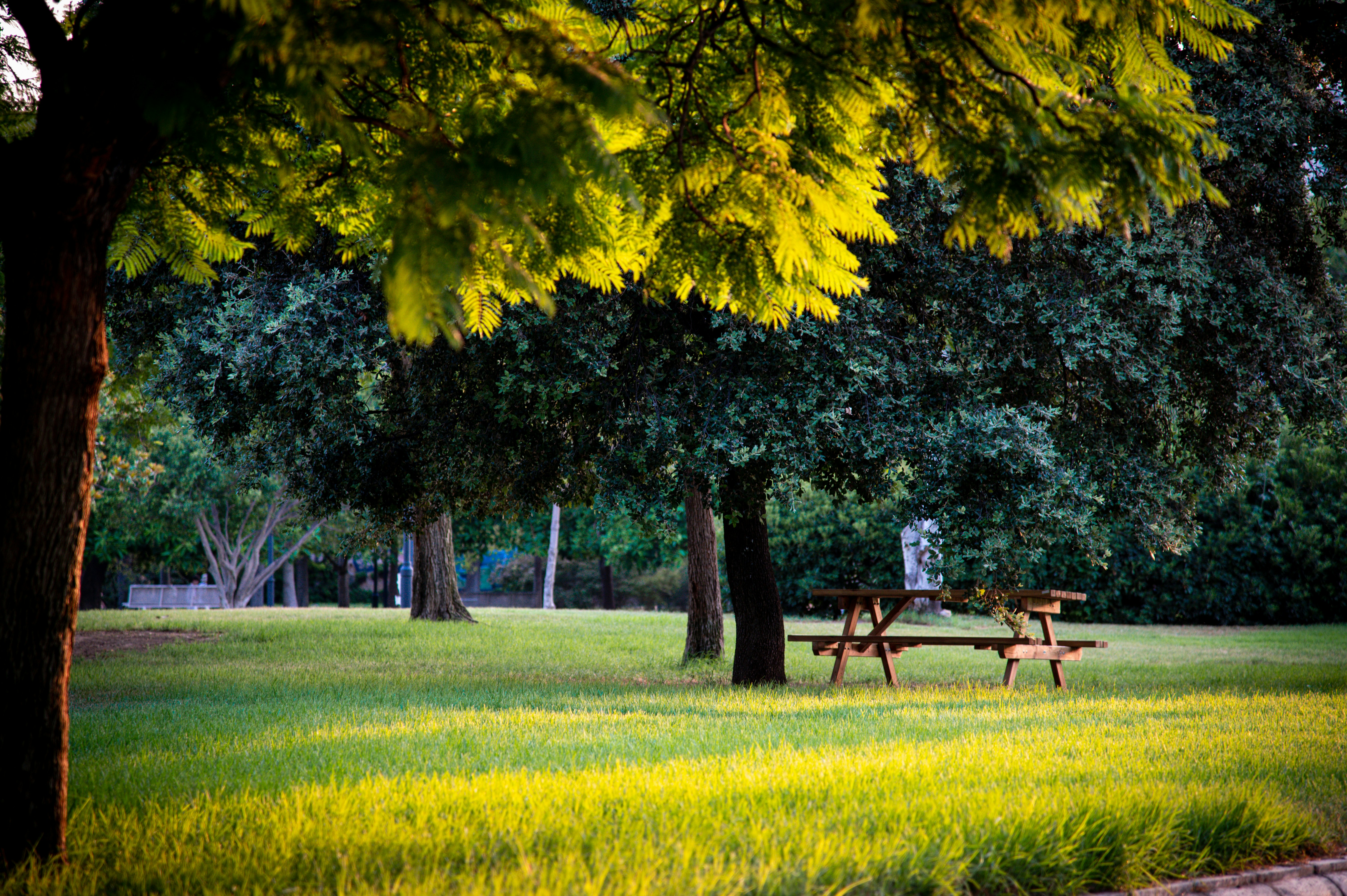 Une table de pique-se trouve sous un arbre ombragé. photo – Image ...