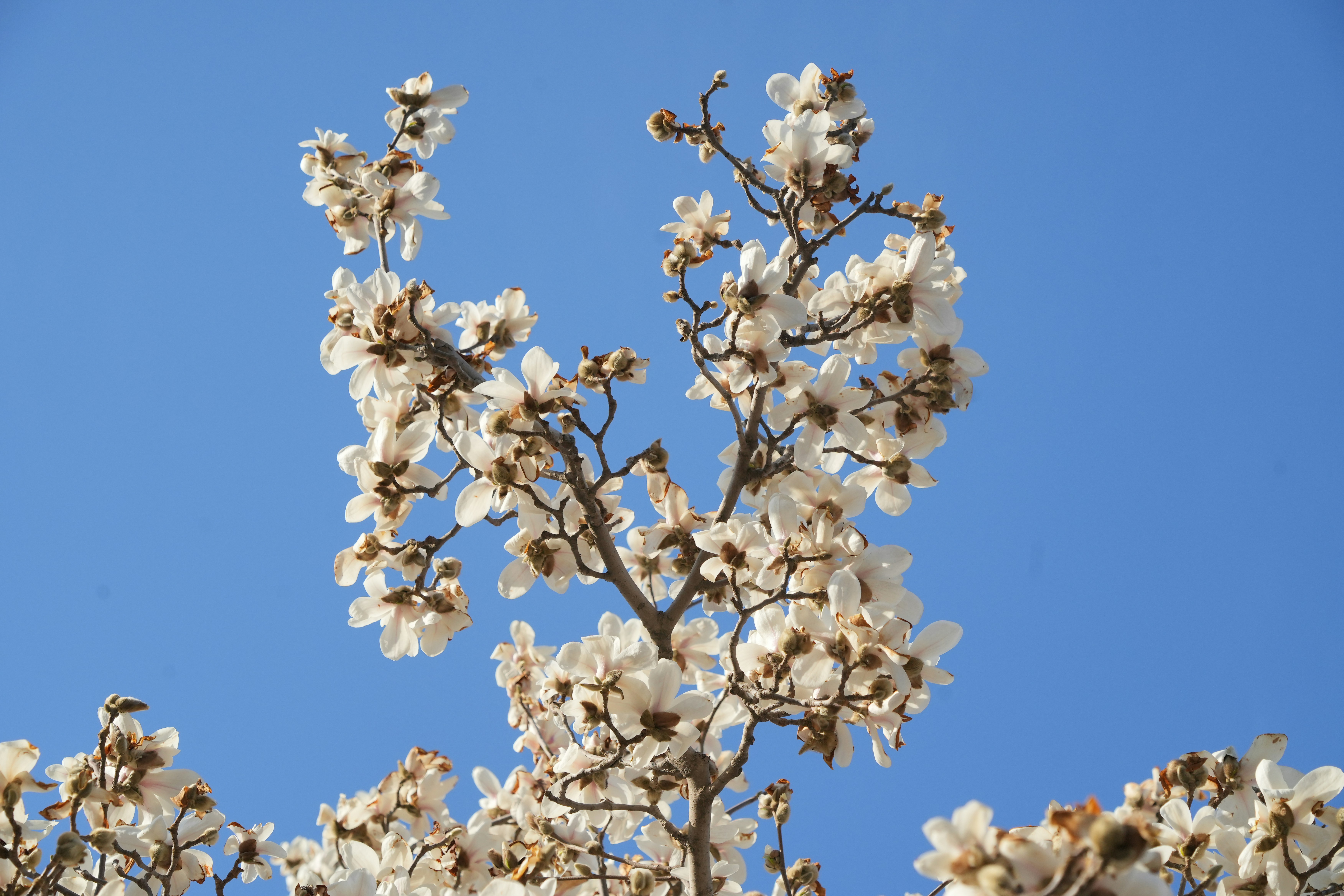 White cherry blossoms in full bloom set against a clear blue sky.