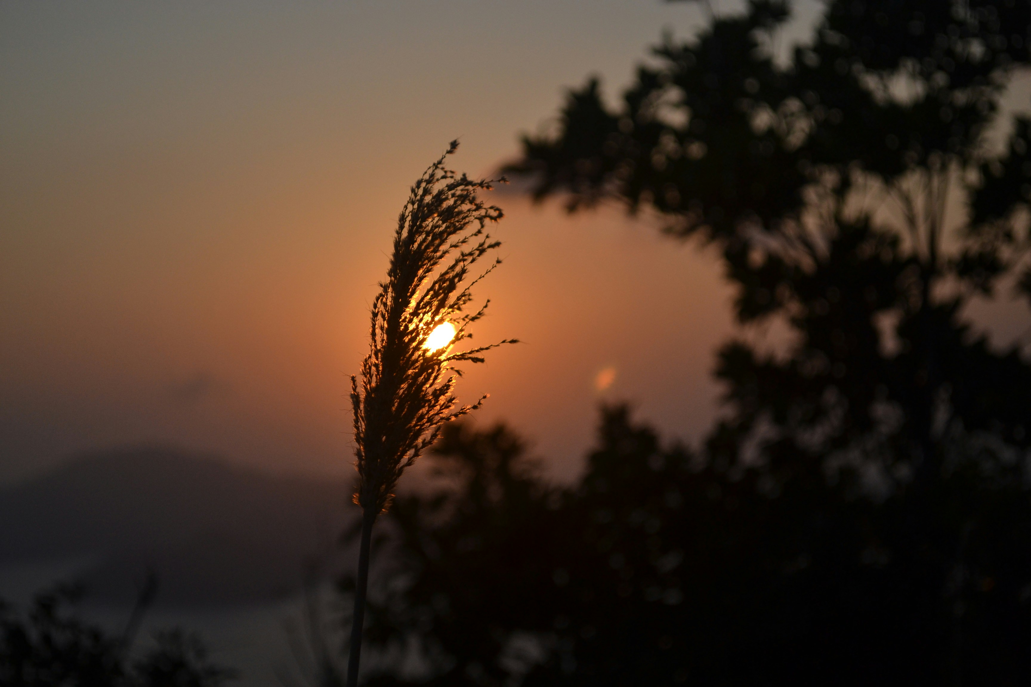 Silhouette of tall grass against a vivid sunset with distant trees and hills.