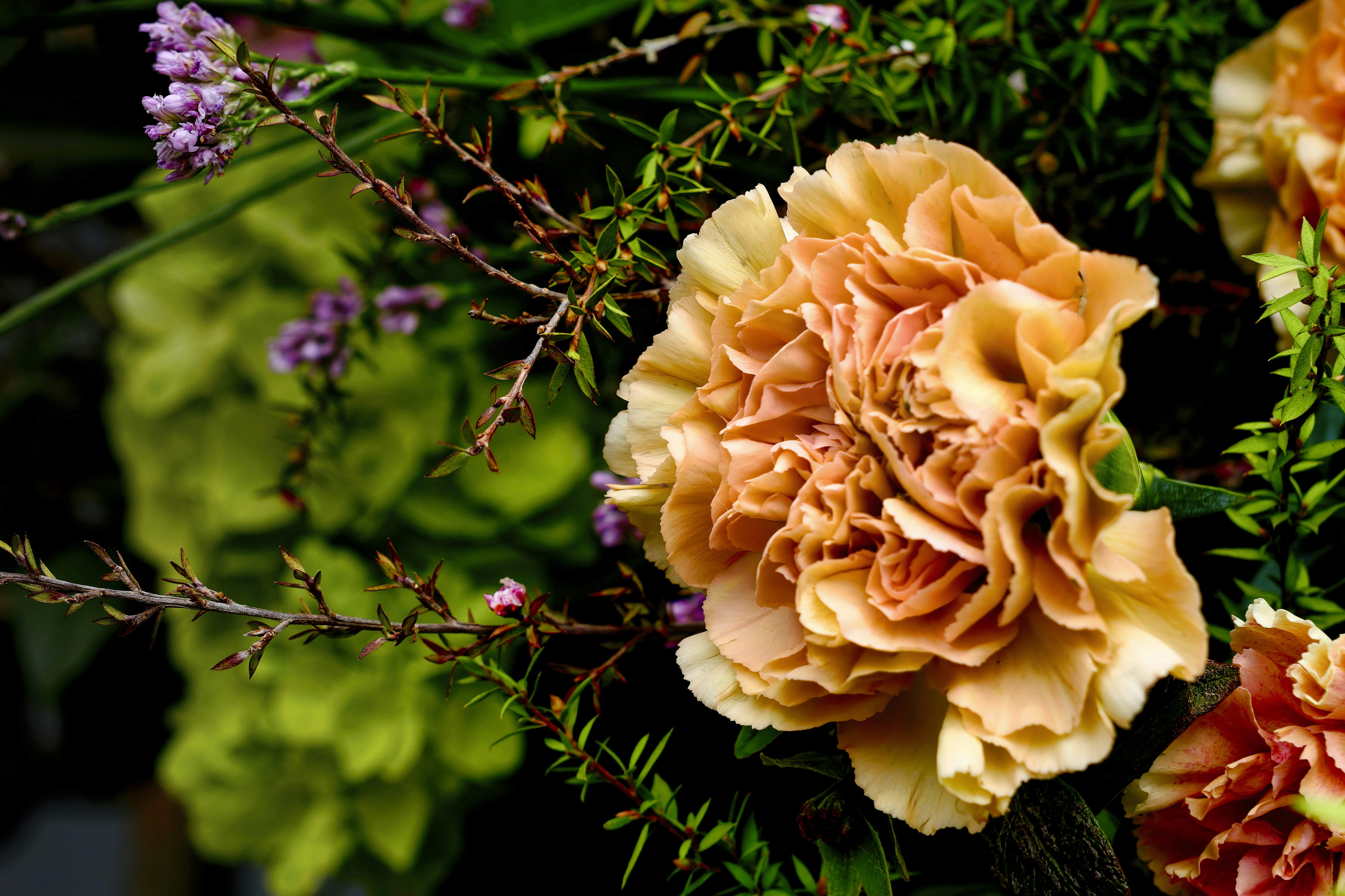 Peach Rose Among Green Whispers: A Macro Portrait