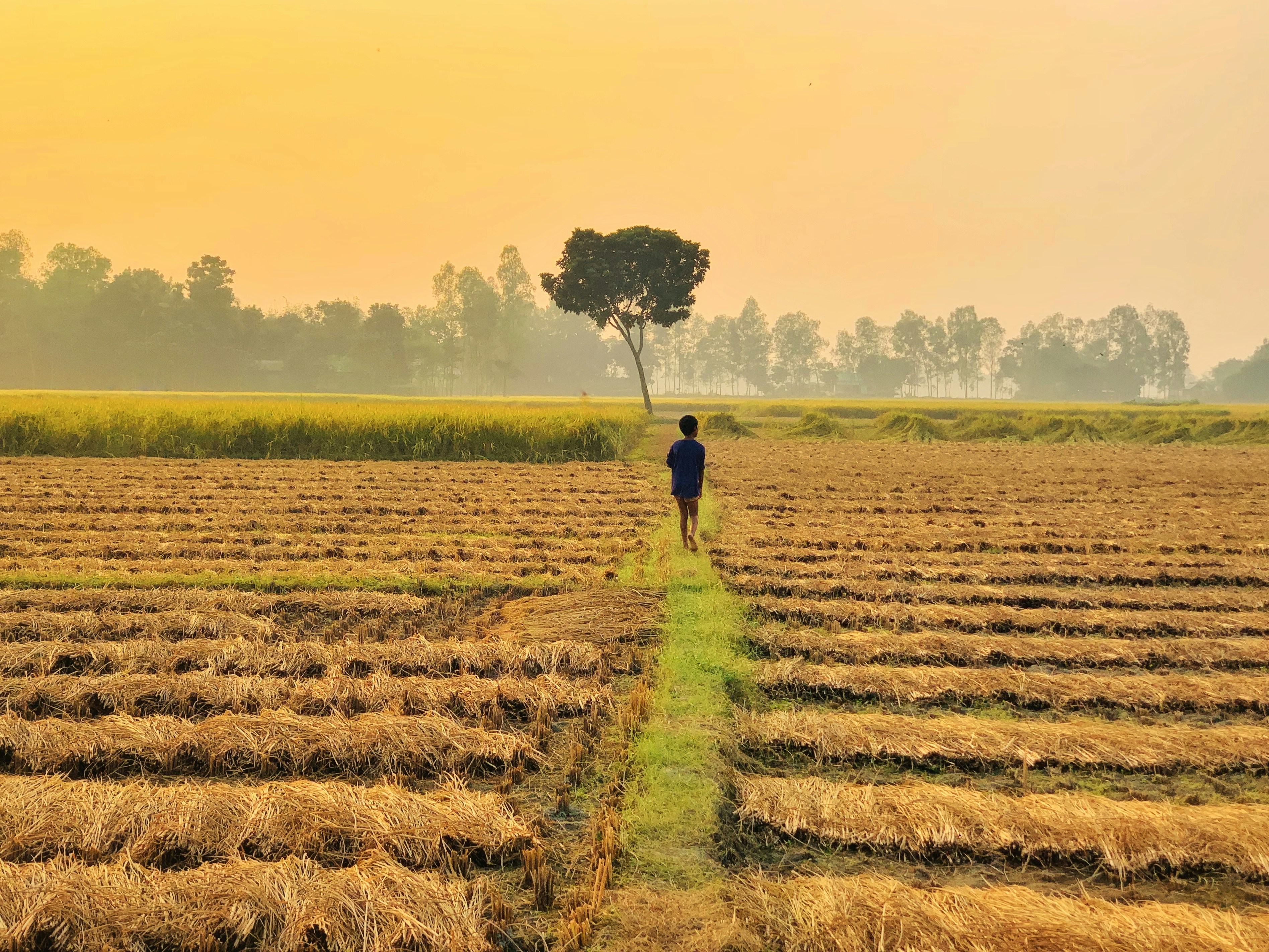 A person walks through a golden, open field. photo – Free Human Image ...