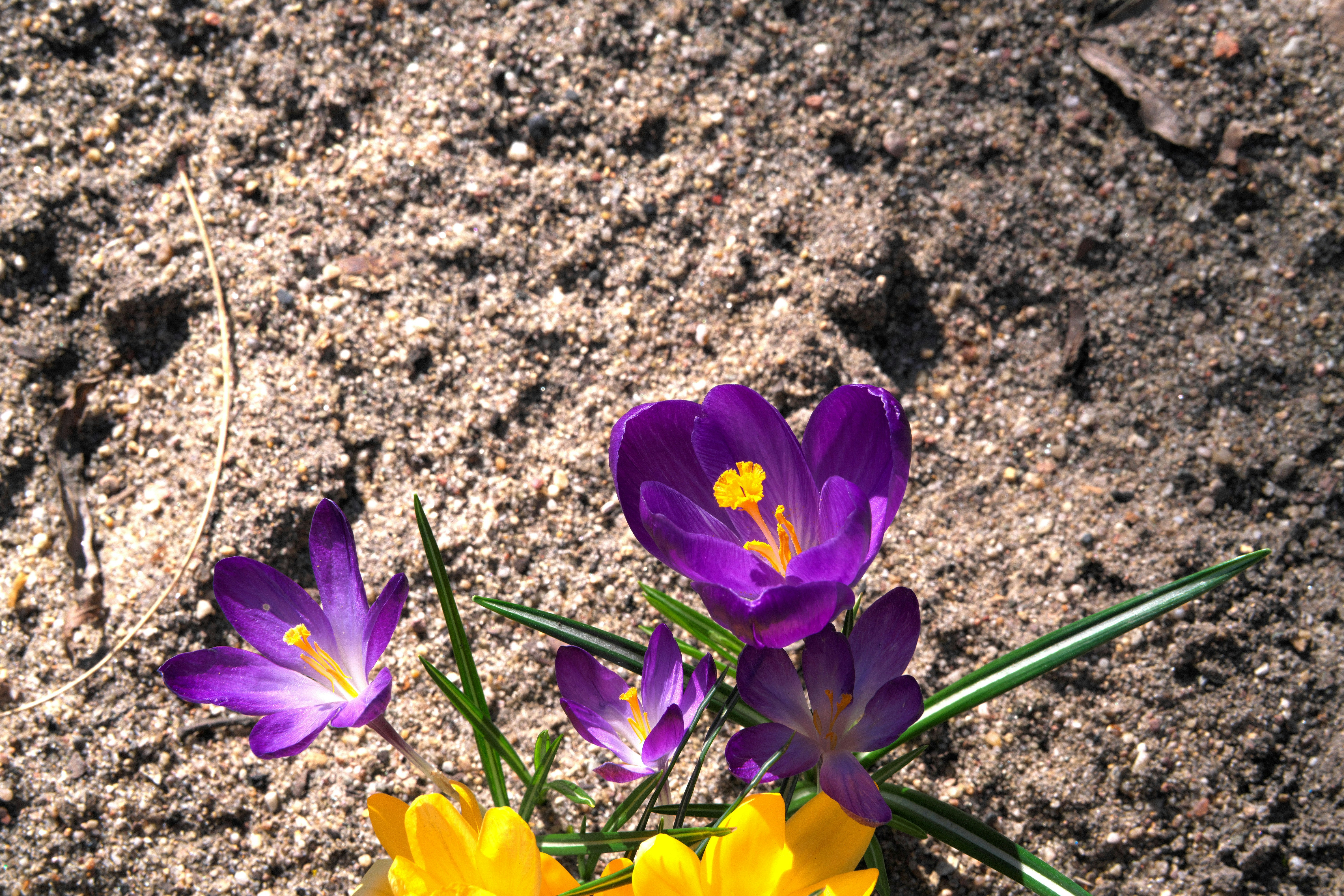 Crocus Blooms Amidst Earthy Terrain