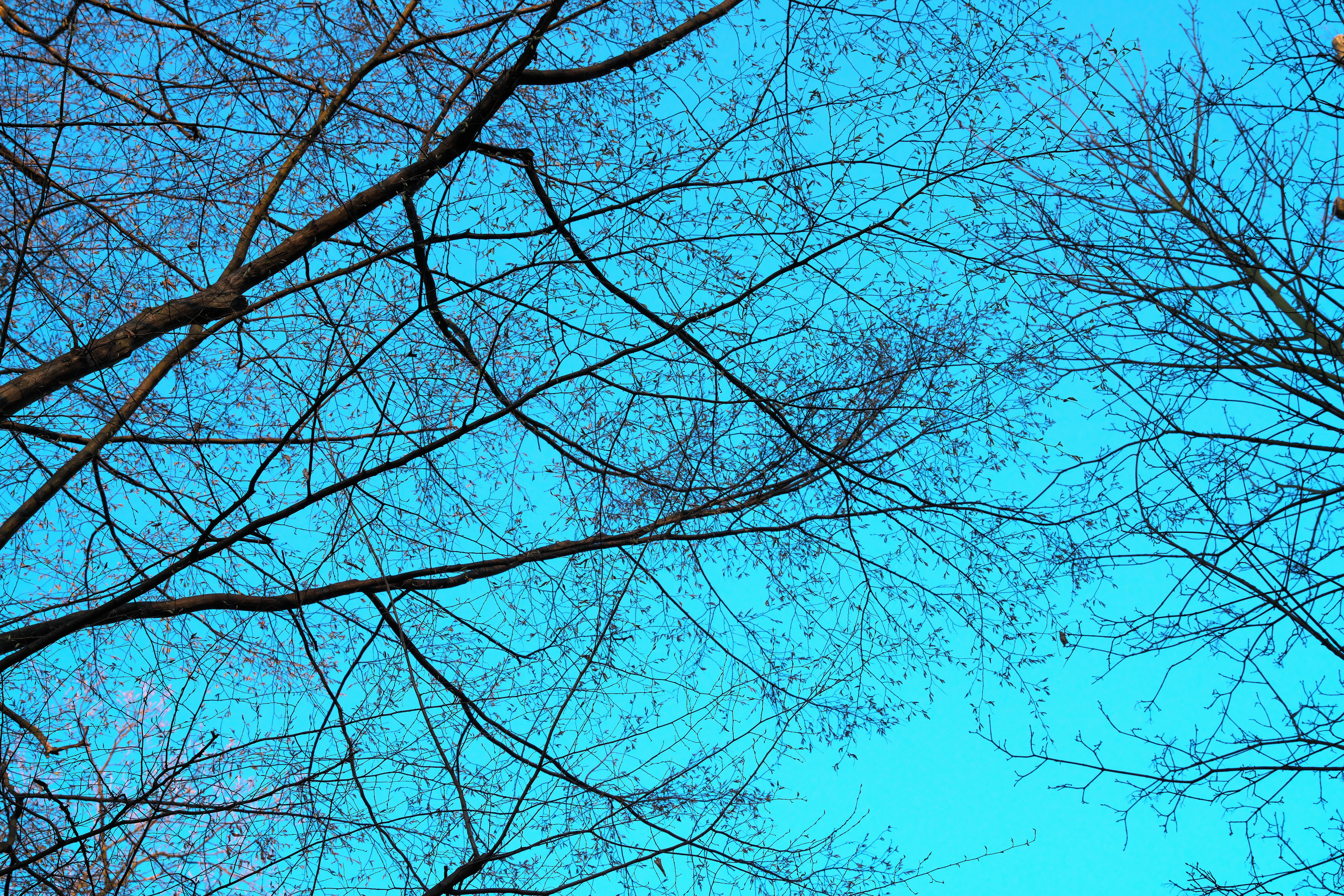 Bare tree branches against a bright blue sky. photo – Free Outdoors ...