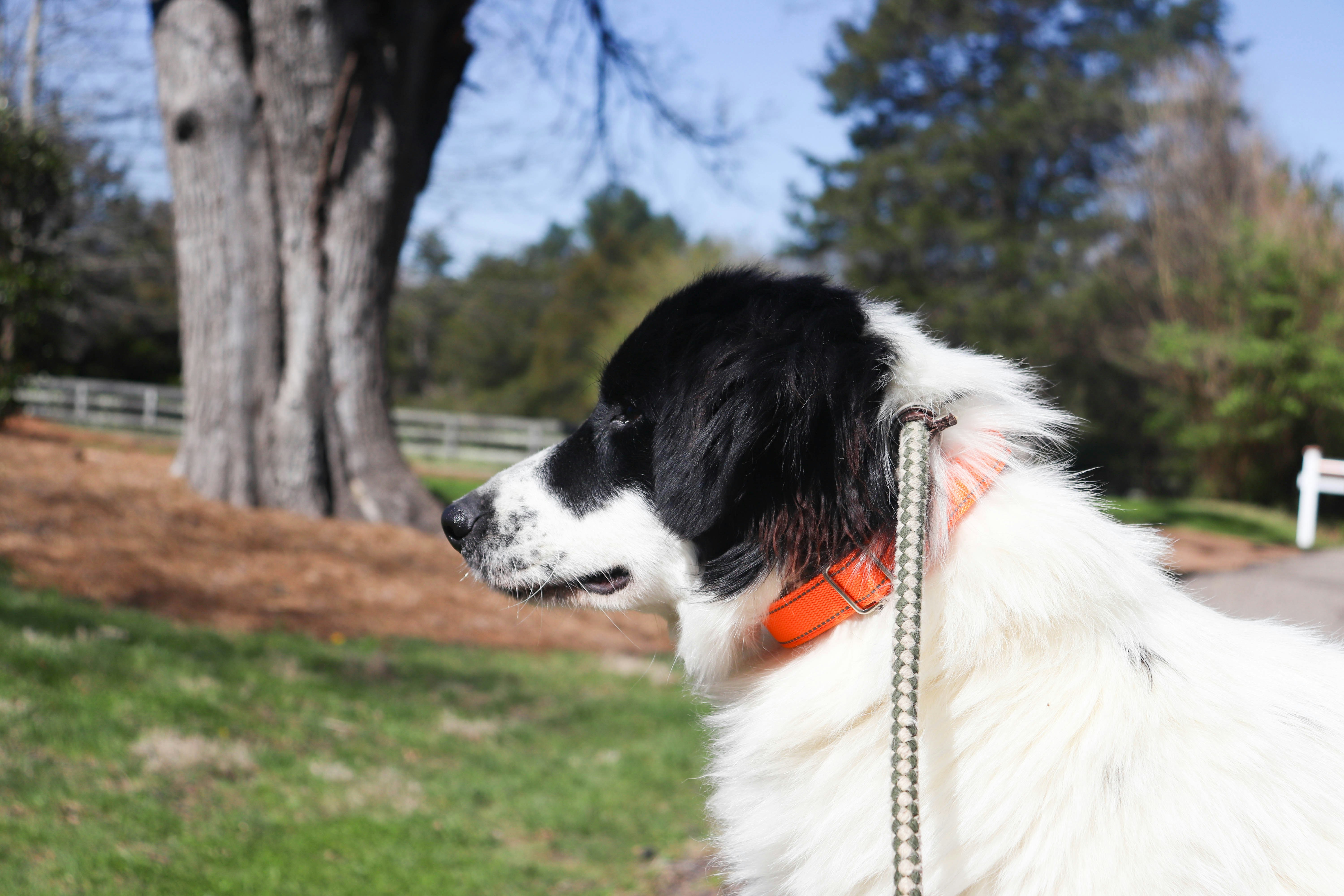 A dog walks with its head held high.