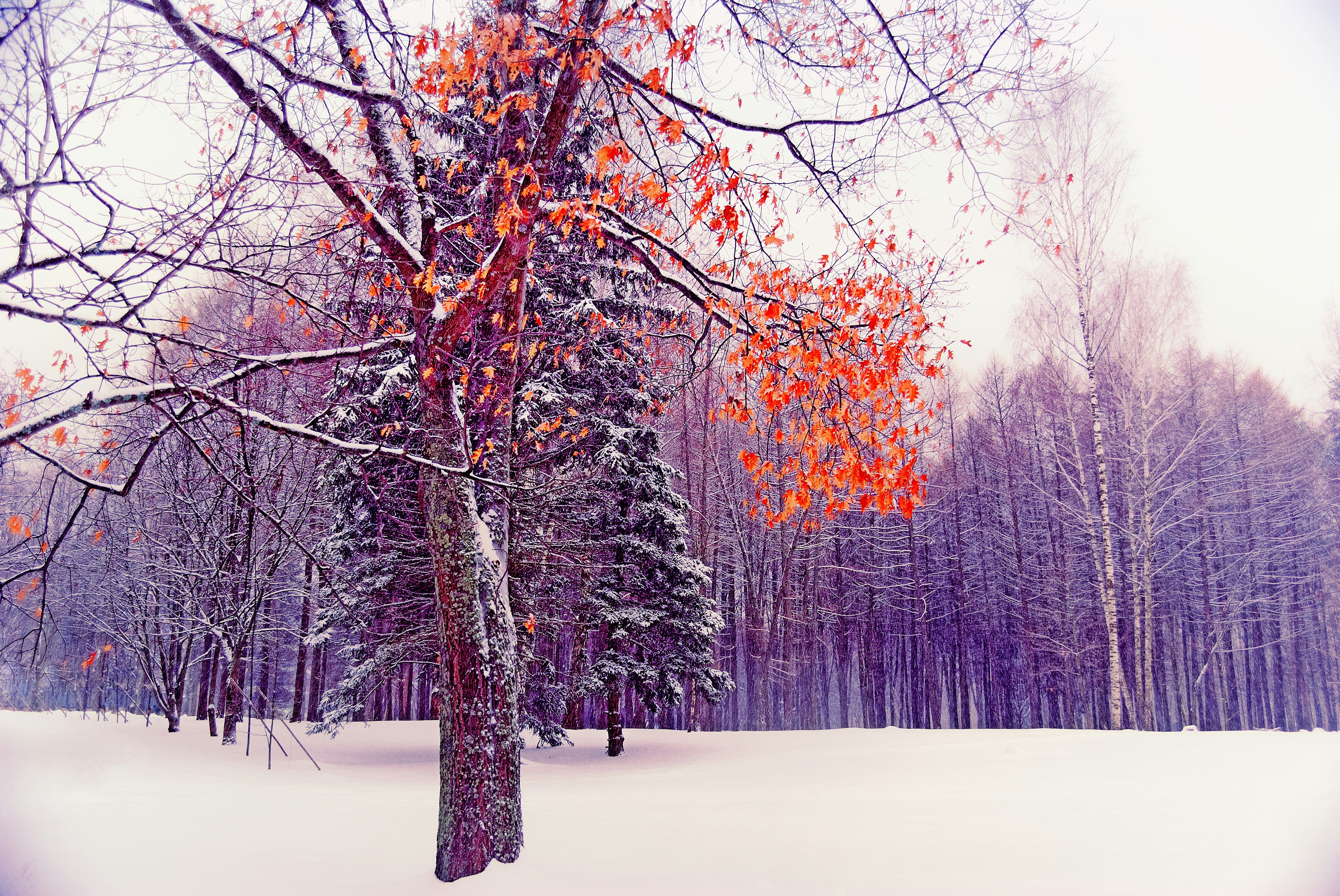 Winter's Last Embrace