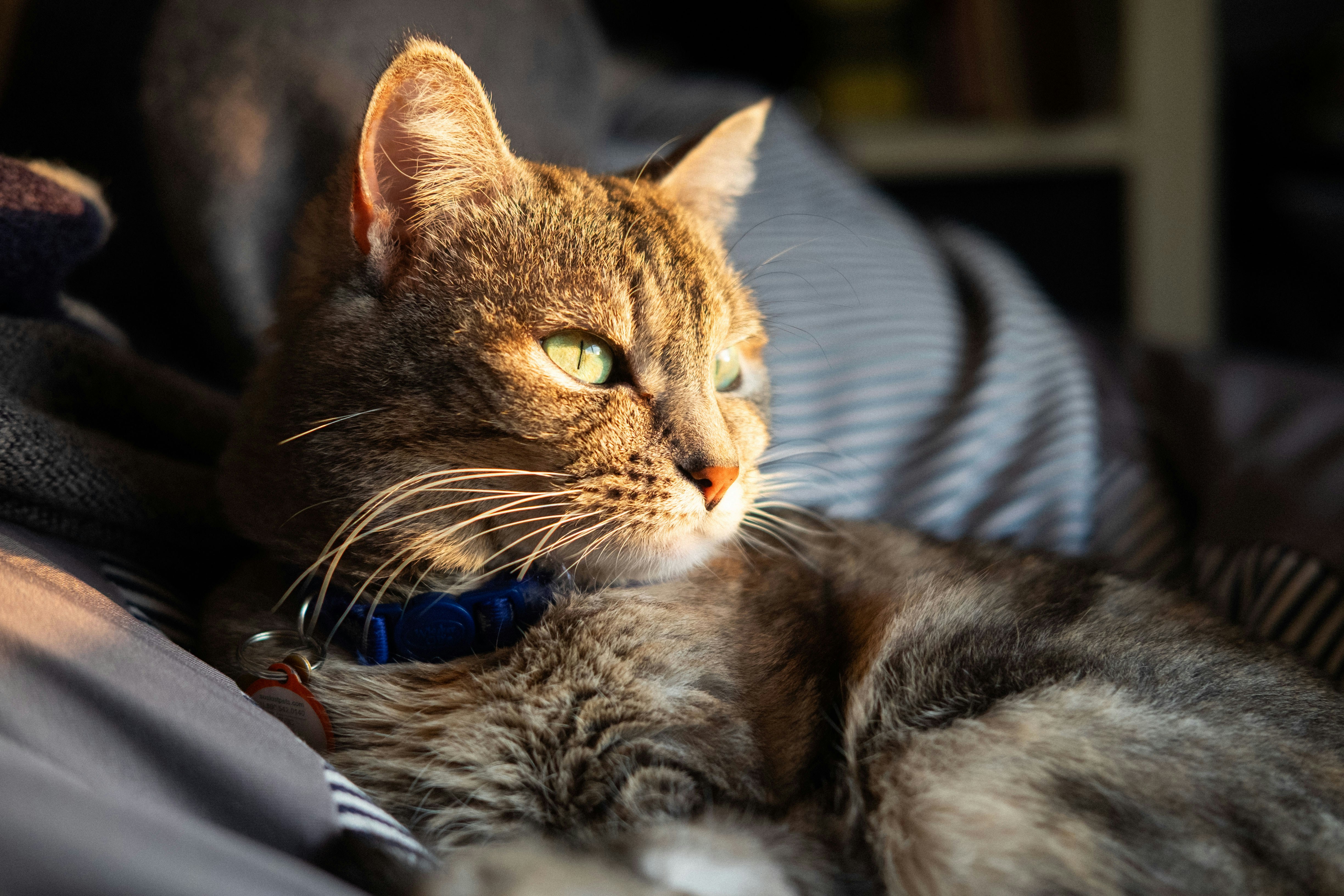 A cat soaks up the golden sunlight. photo – Free Cat Image on Unsplash