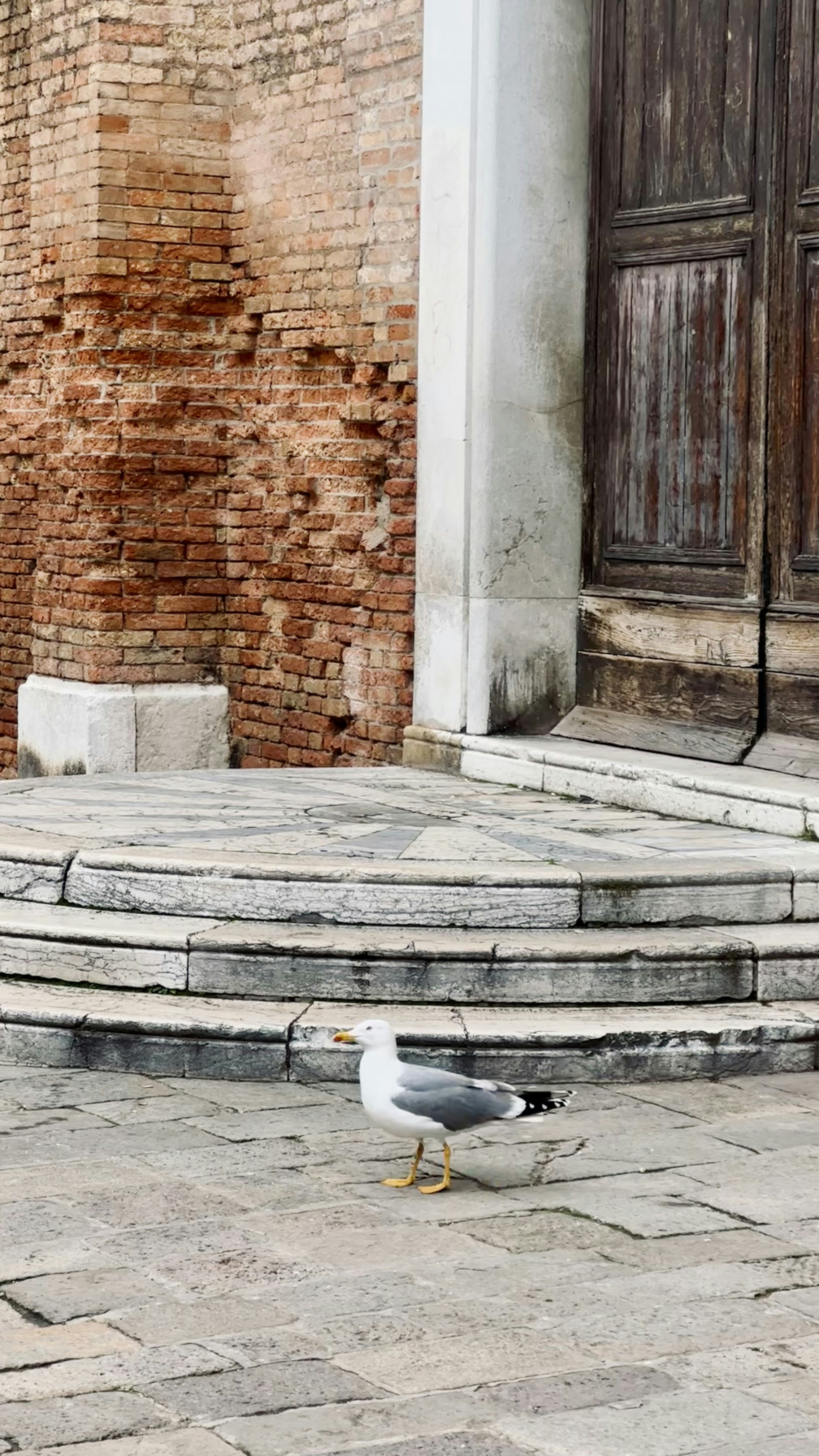 Threshold of Brick and Wood: Seagull on Weathered Steps