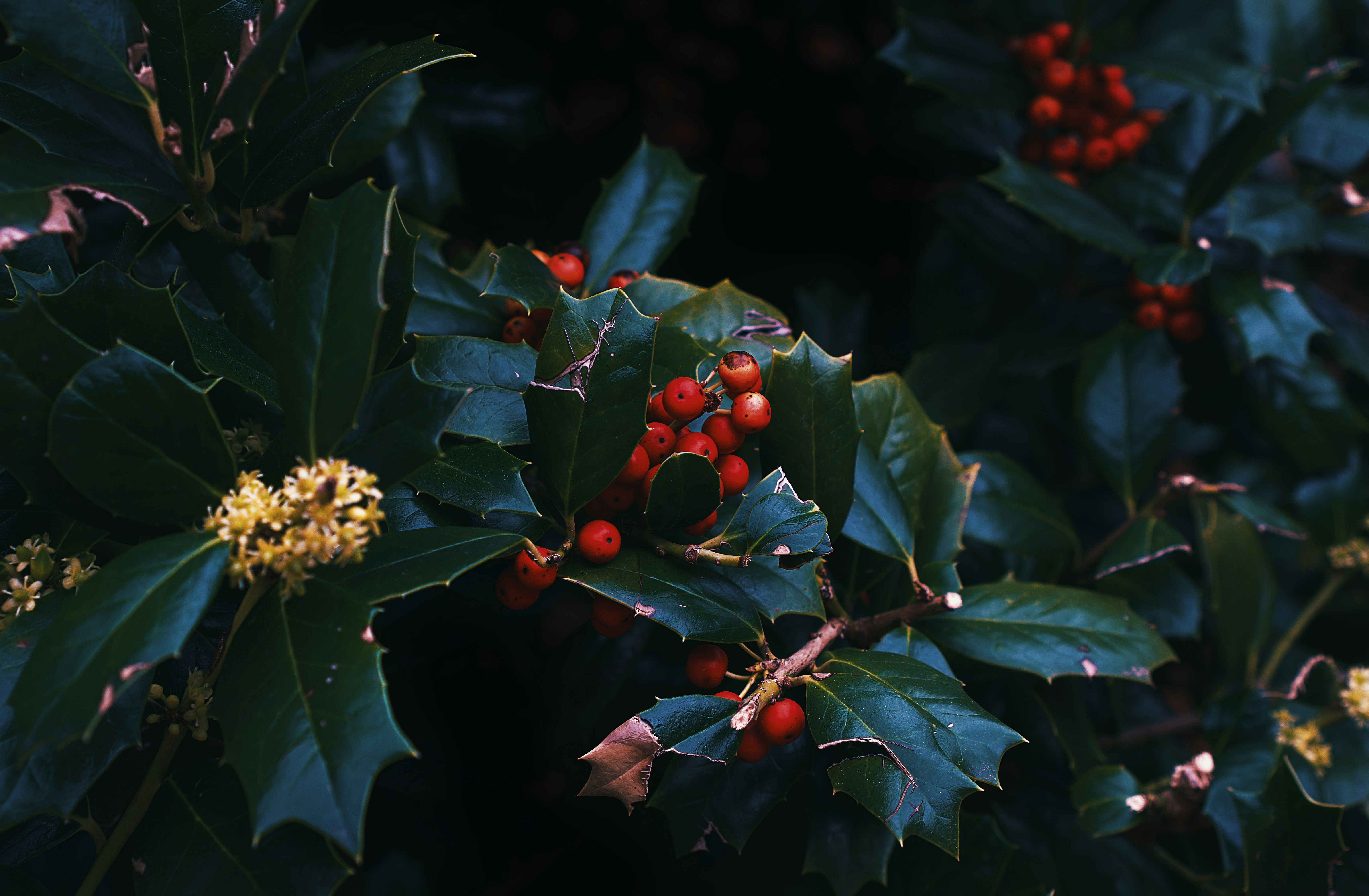 A cluster of bright, red berries from a pointy leafed holly leaf bush.