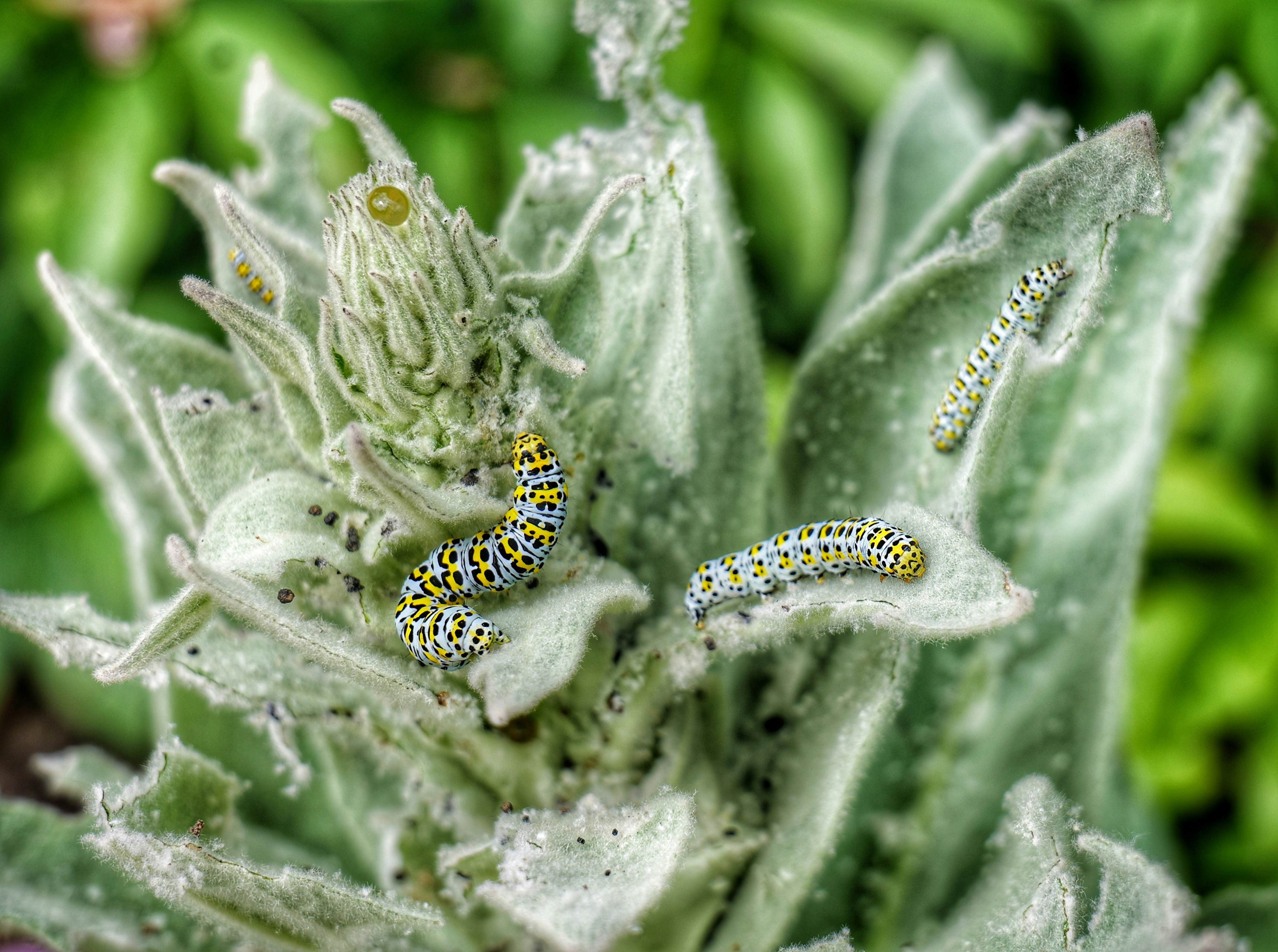 Caterpillars munching on leaves, destroying a plant. photo – Free Green ...