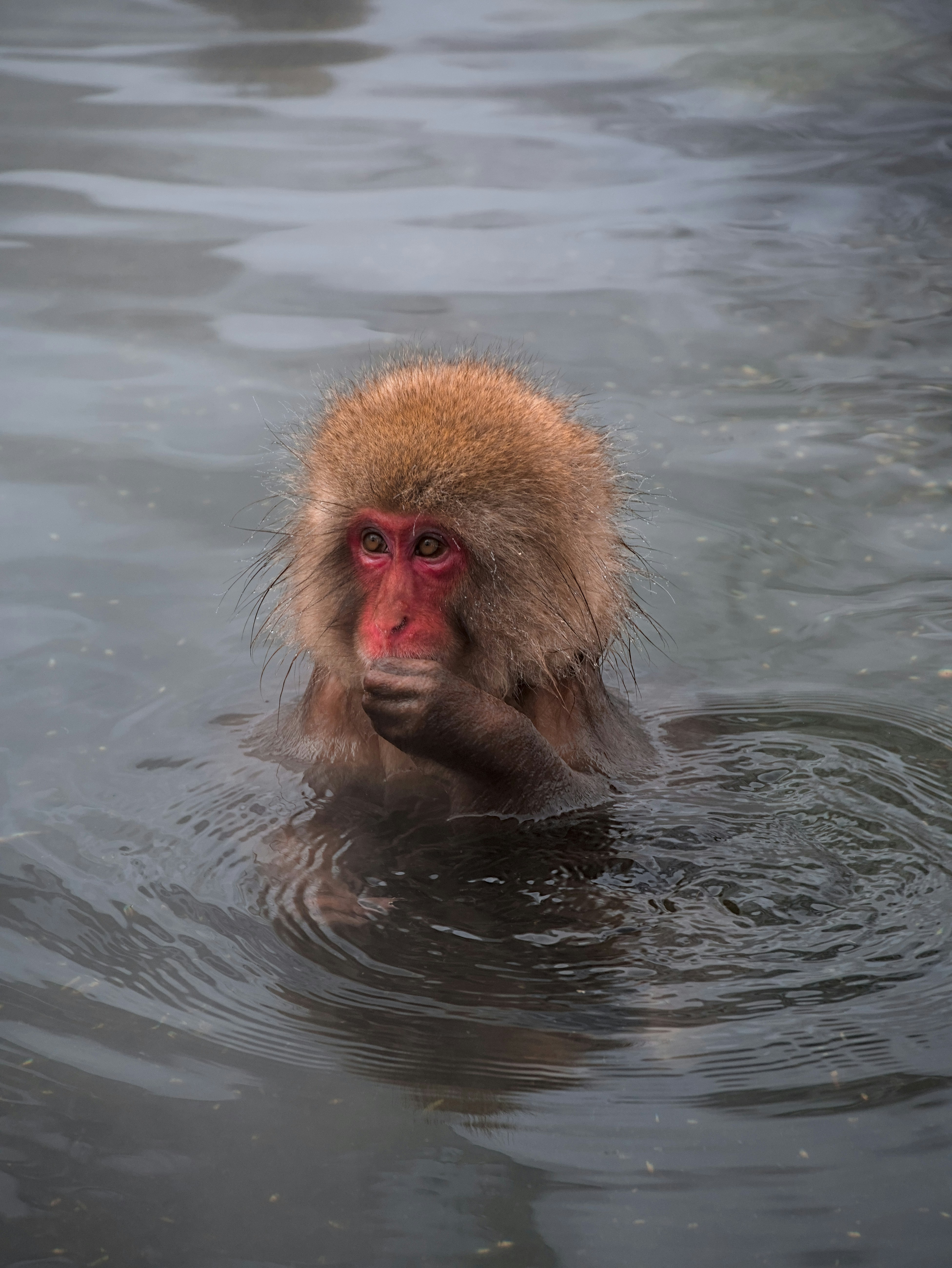 Contemplative Snow Monkey in a Quiet Thermal Pool