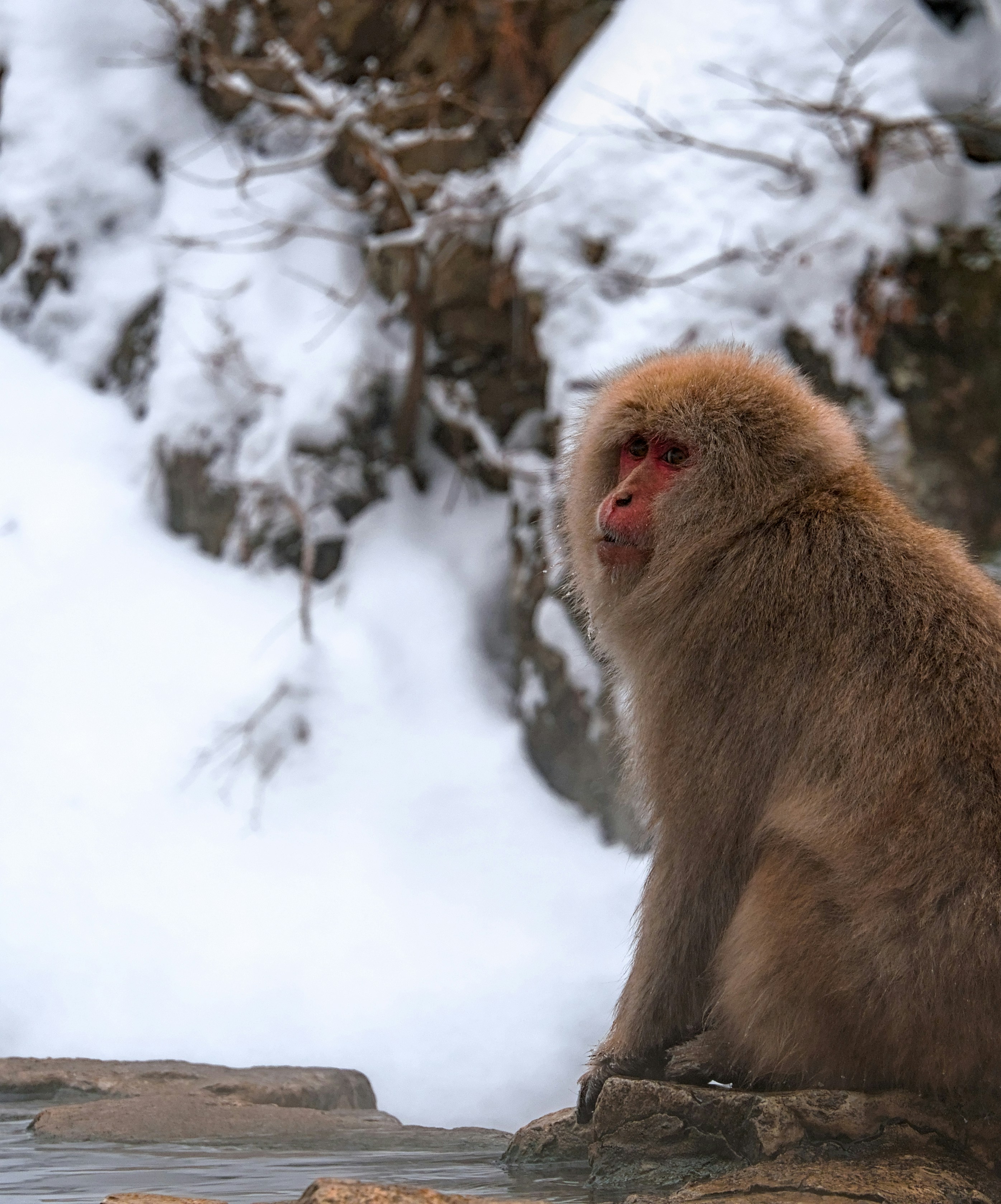 Winter Watcher by the Steam: A Snowbound Japanese Macaque at the Pool