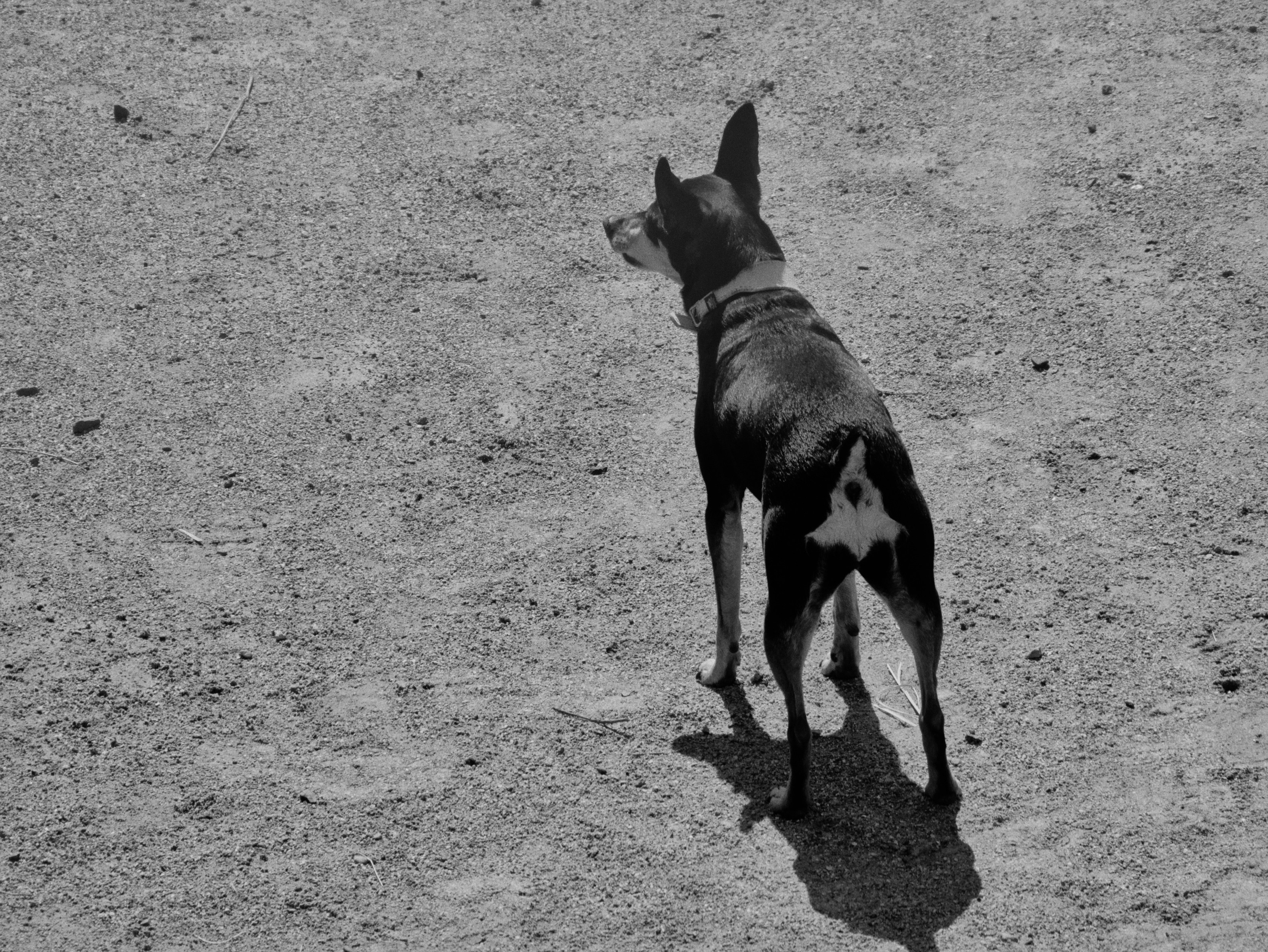 A Canine's Contemplation
