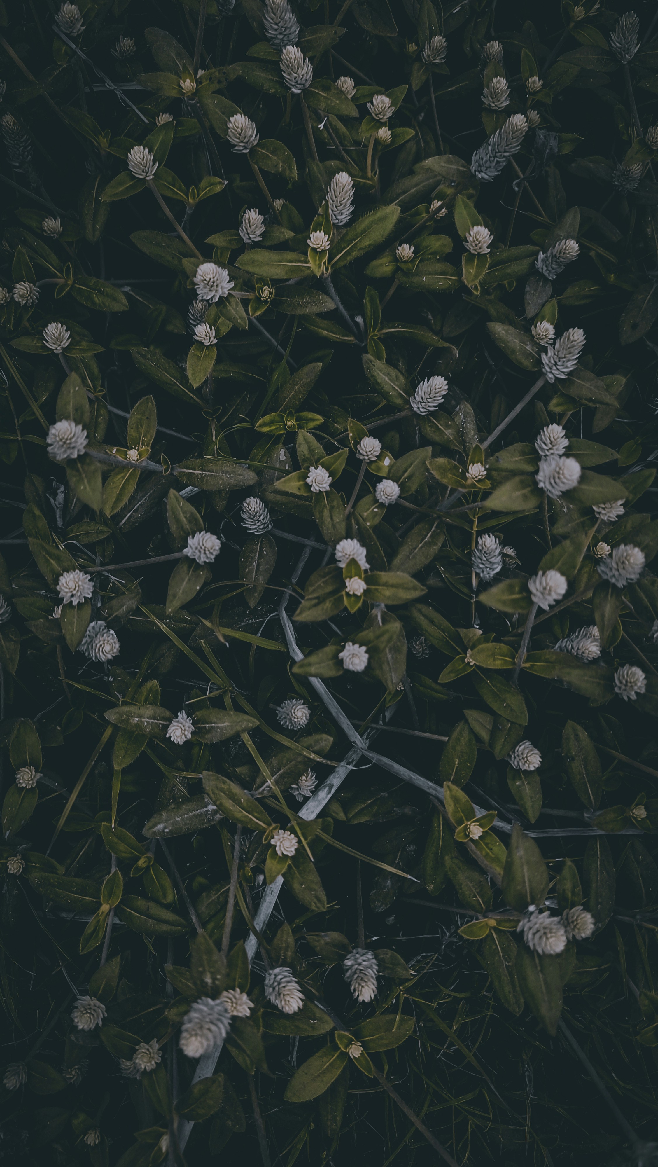 Sample photo from Realme 11 Pro Plus