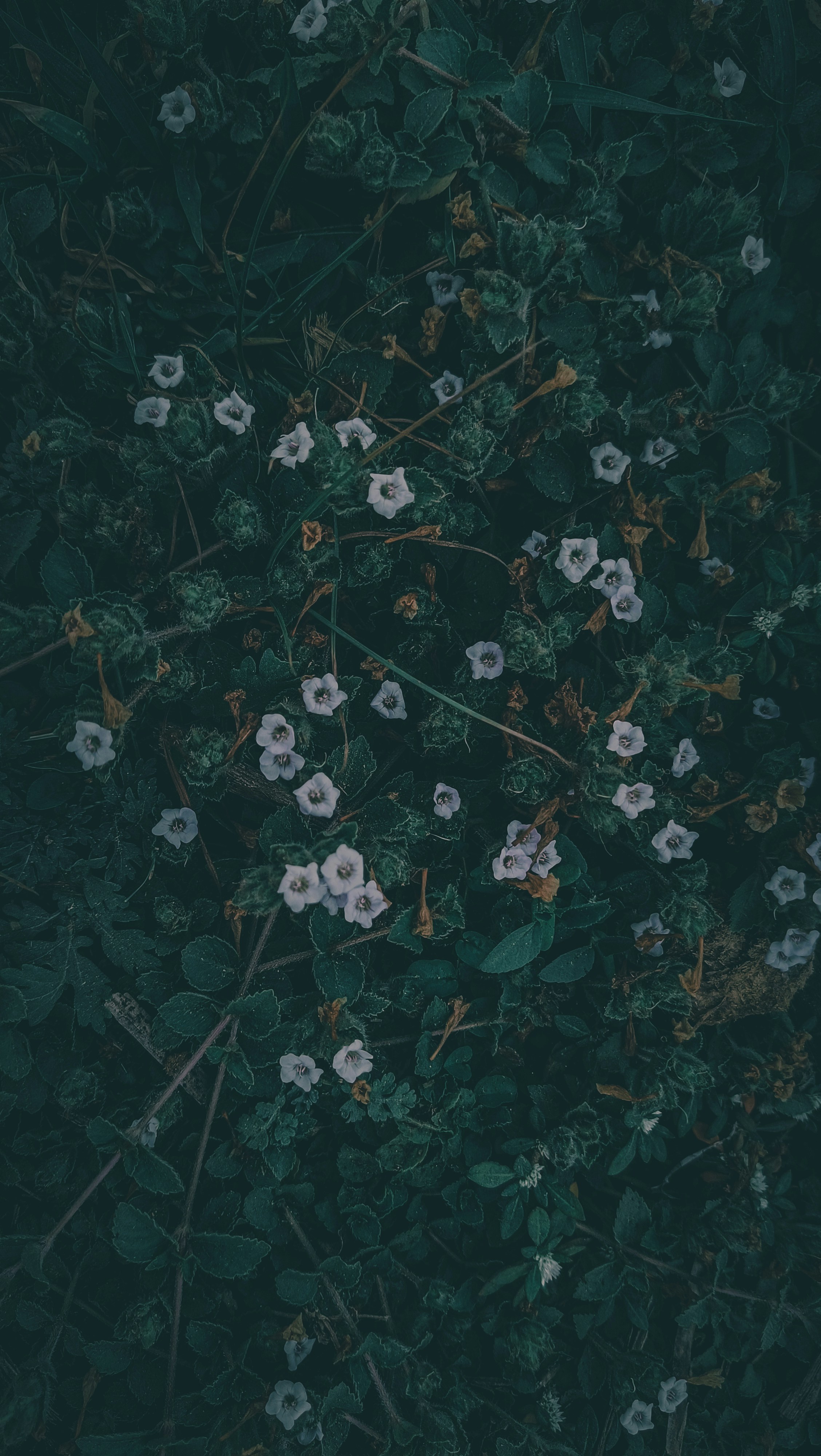 Dark, moody photograph of dense green foliage dotted with small white flowers; a cool blue-green tint blankets the scene, emphasizing texture.