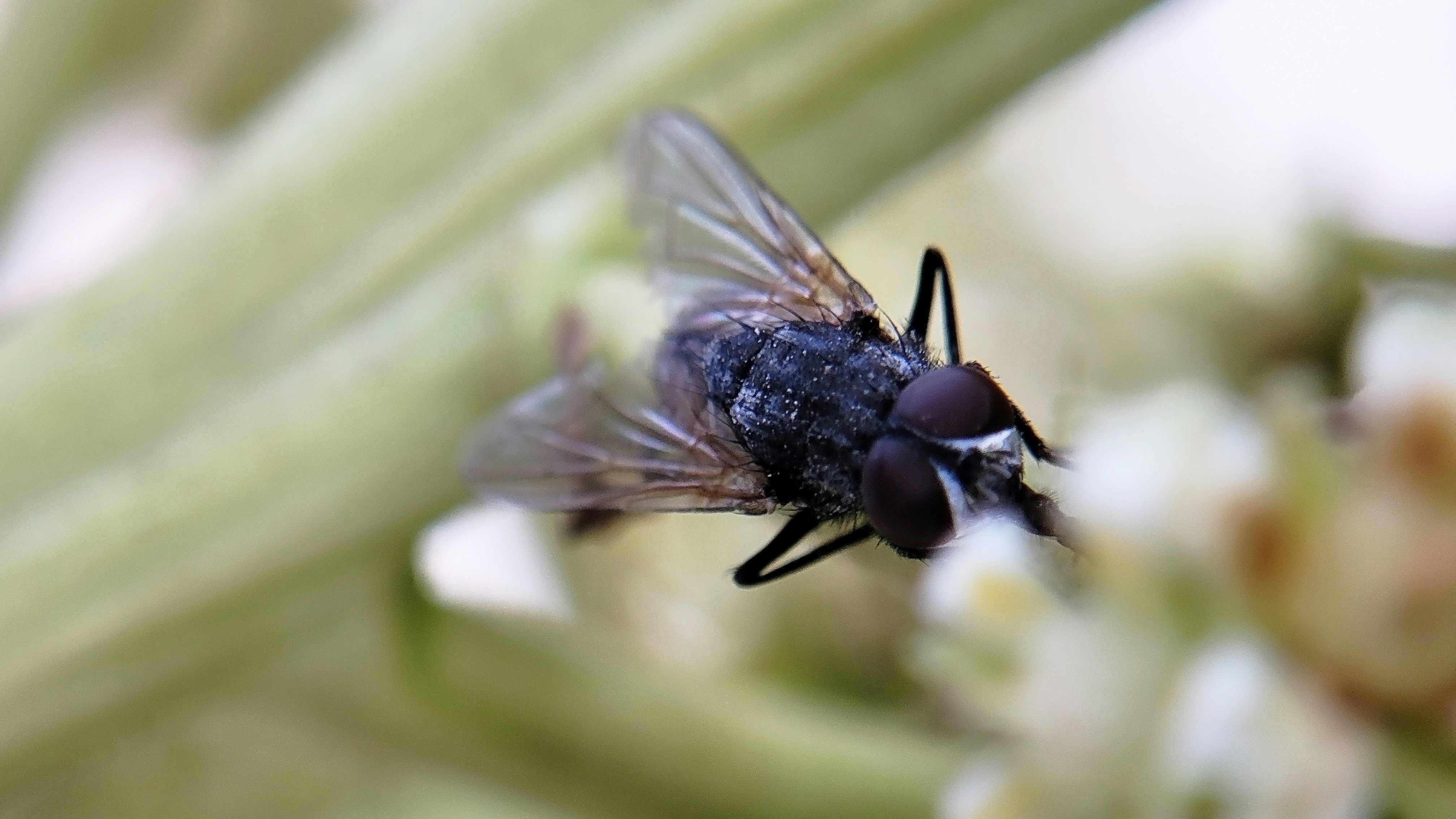 Intricate Dance of the Hovering Fly